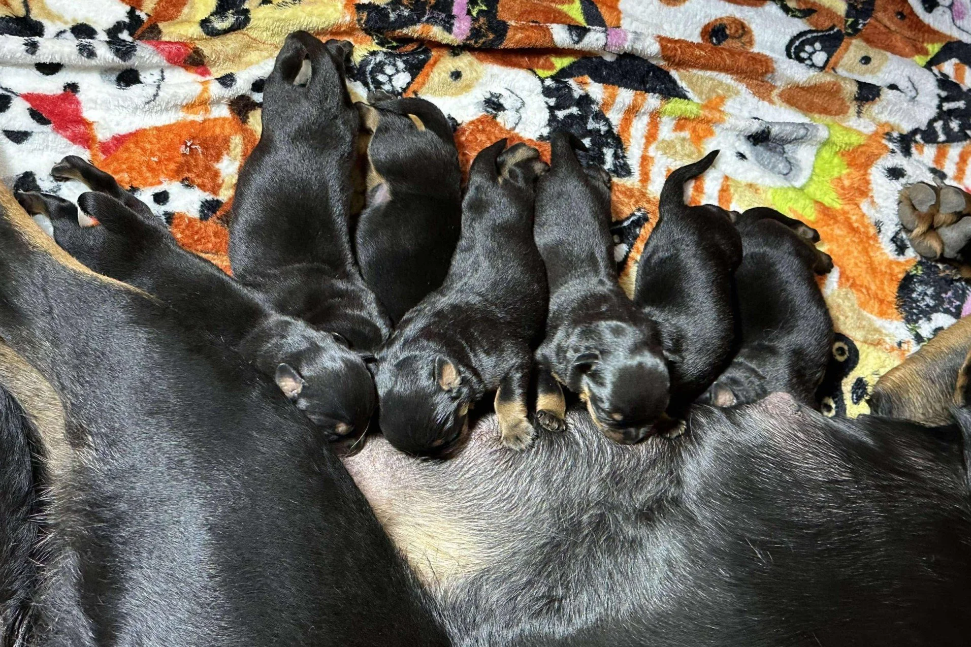 DKV Rottweilers | German Rottweiler Puppies For Sale | Pablo-Dina