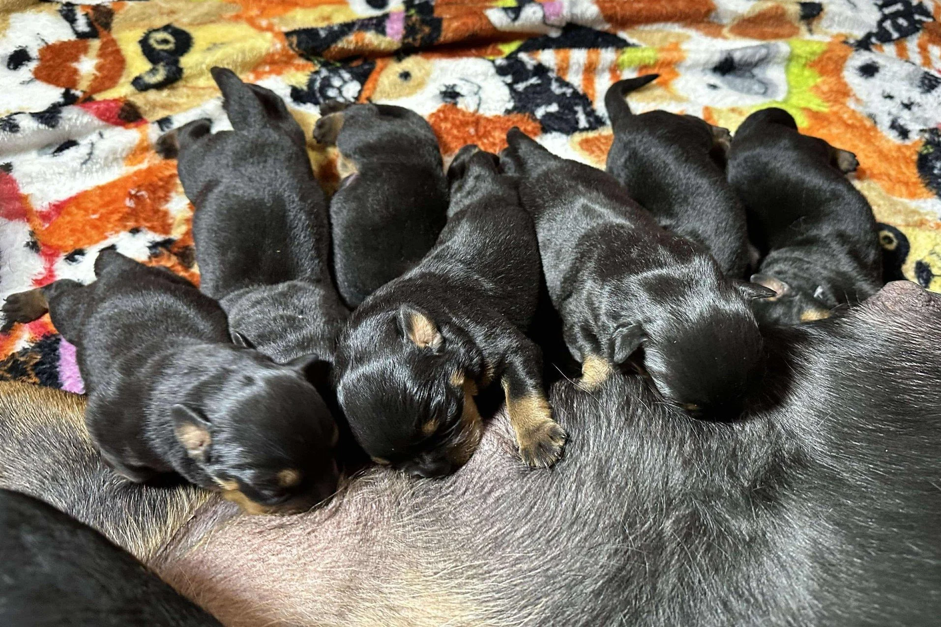 DKV Rottweilers | German Rottweiler Puppies For Sale | Pablo-Dina