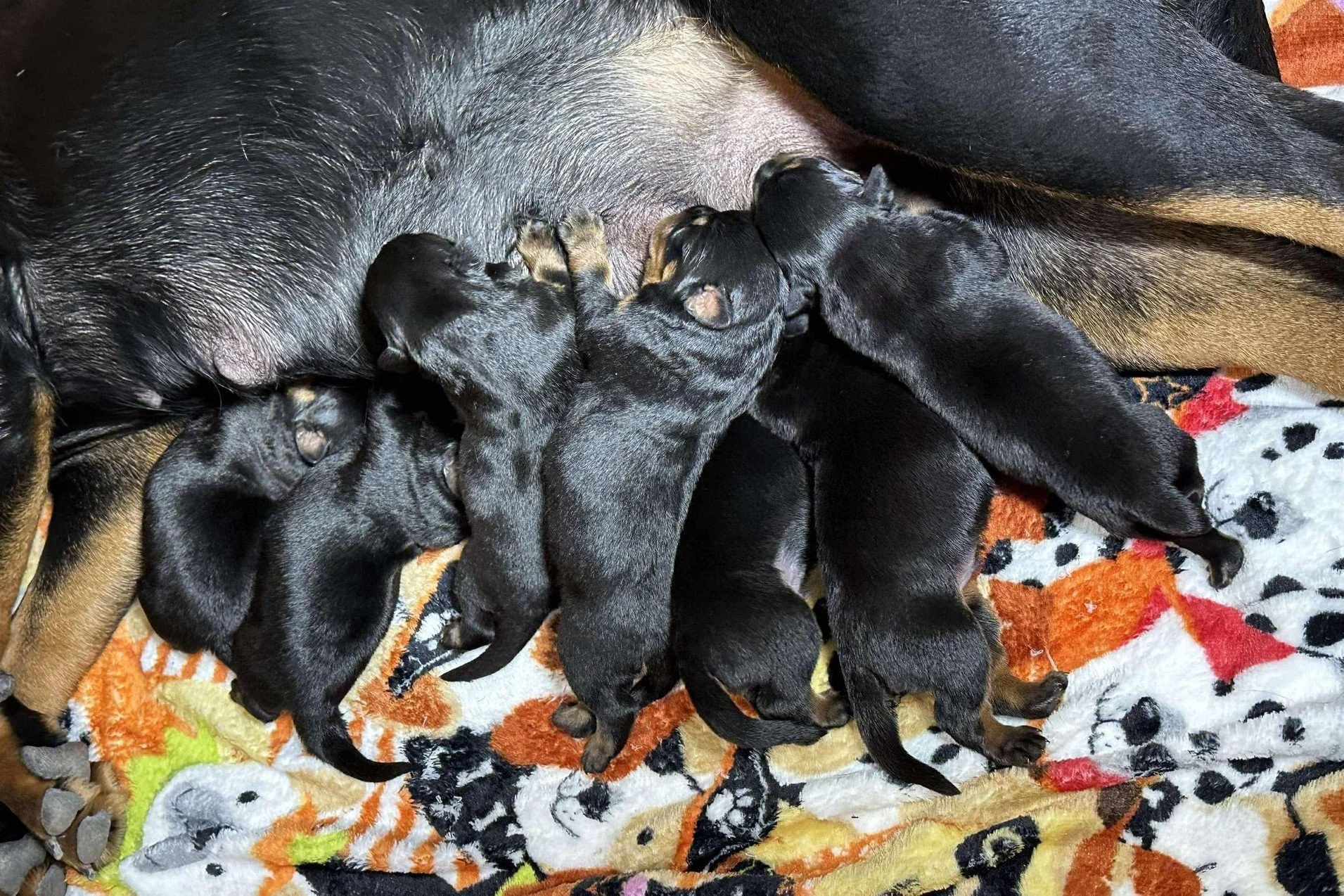 DKV Rottweilers | German Rottweiler Puppies For Sale | Pablo-Dina