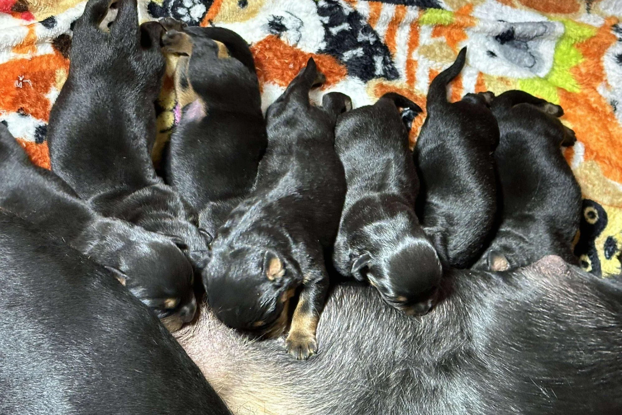 DKV Rottweilers | German Rottweiler Puppies For Sale | Pablo-Dina