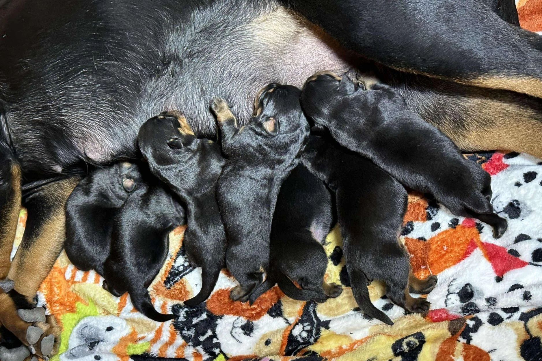 DKV Rottweilers | German Rottweiler Puppies For Sale | Pablo-Dina