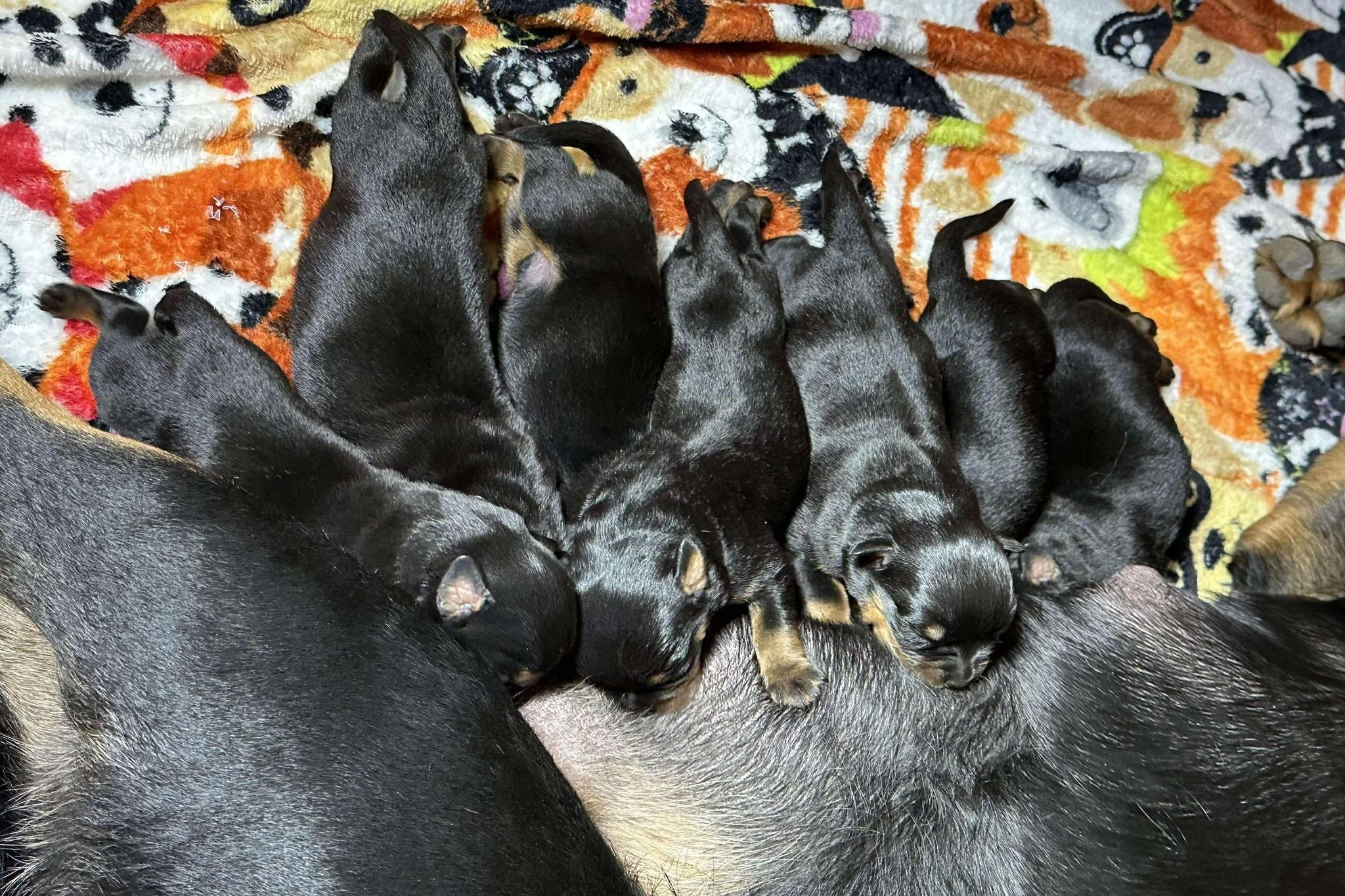 DKV Rottweilers | German Rottweiler Puppies For Sale | Pablo-Dina