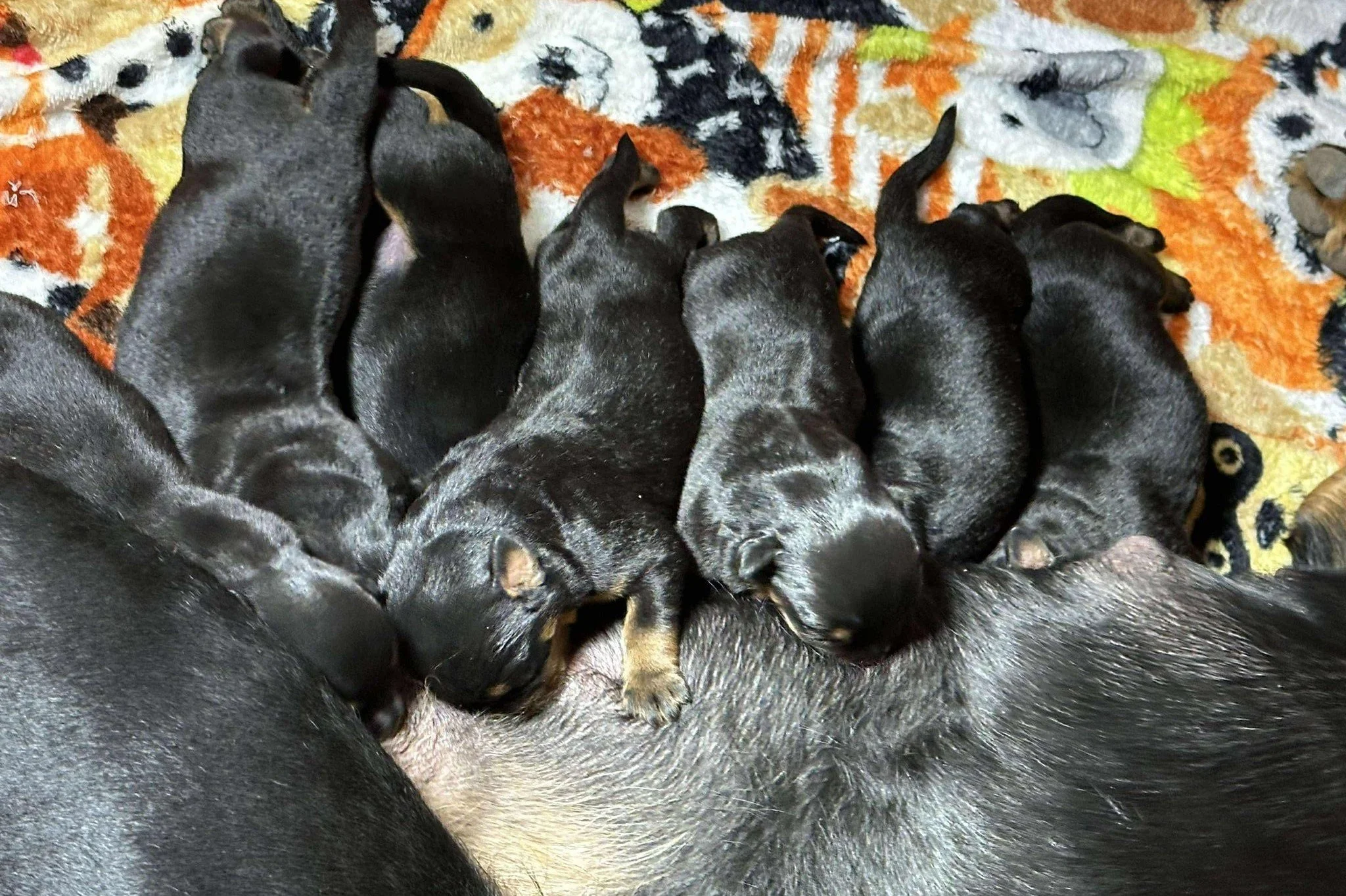DKV Rottweilers | German Rottweiler Puppies For Sale | Pablo-Dina