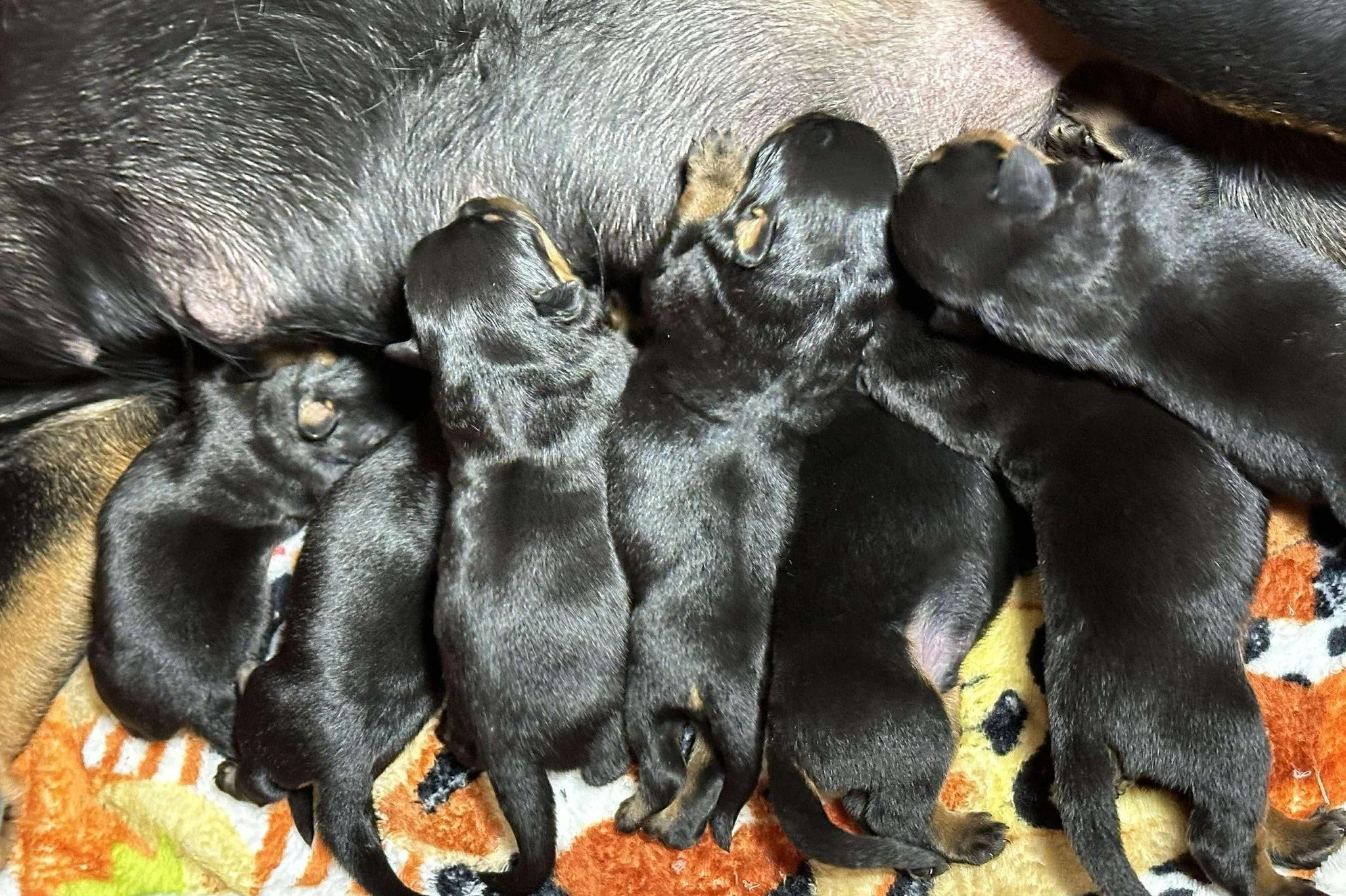 DKV Rottweilers | German Rottweiler Puppies For Sale | Pablo-Dina