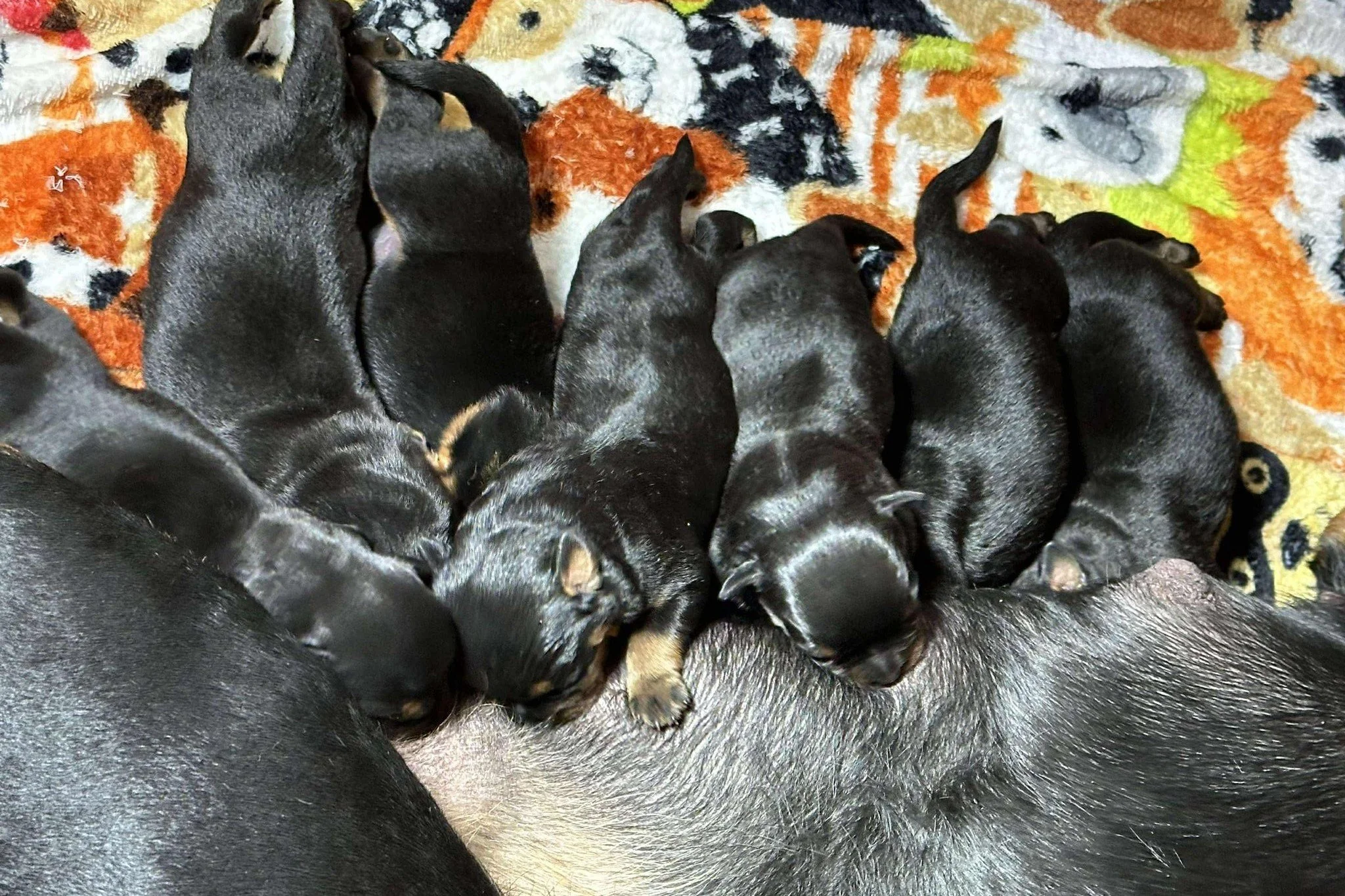 DKV Rottweilers | German Rottweiler Puppies For Sale | Pablo-Dina