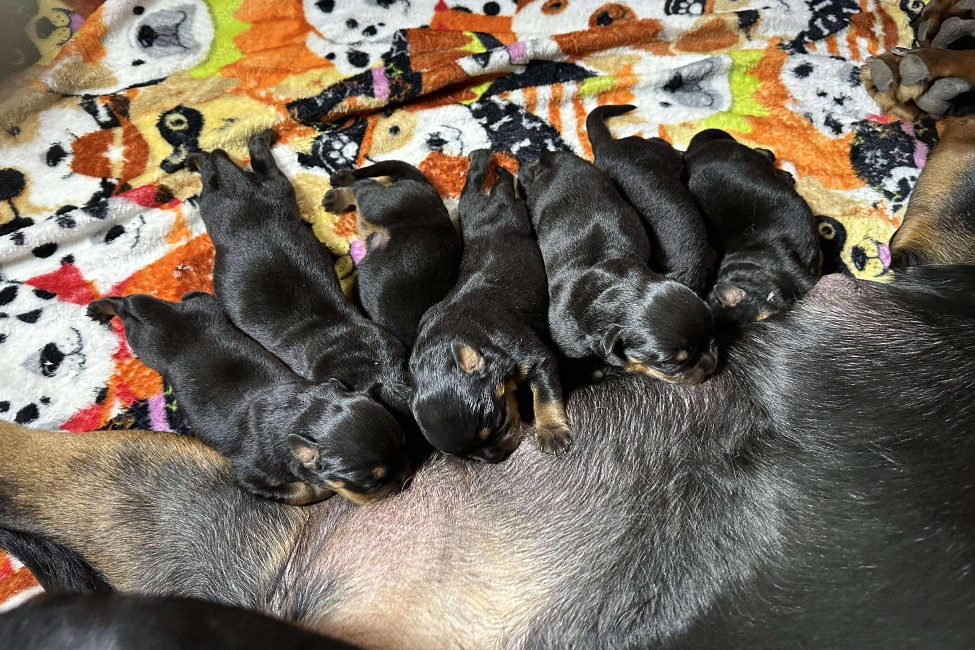 DKV Rottweilers | German Rottweiler Puppies For Sale | Pablo-Dina