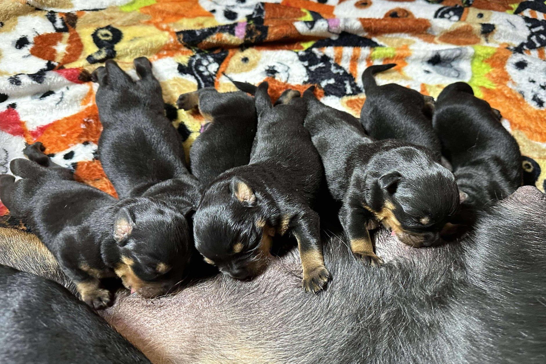 DKV Rottweilers | German Rottweiler Puppies For Sale | Pablo-Dina