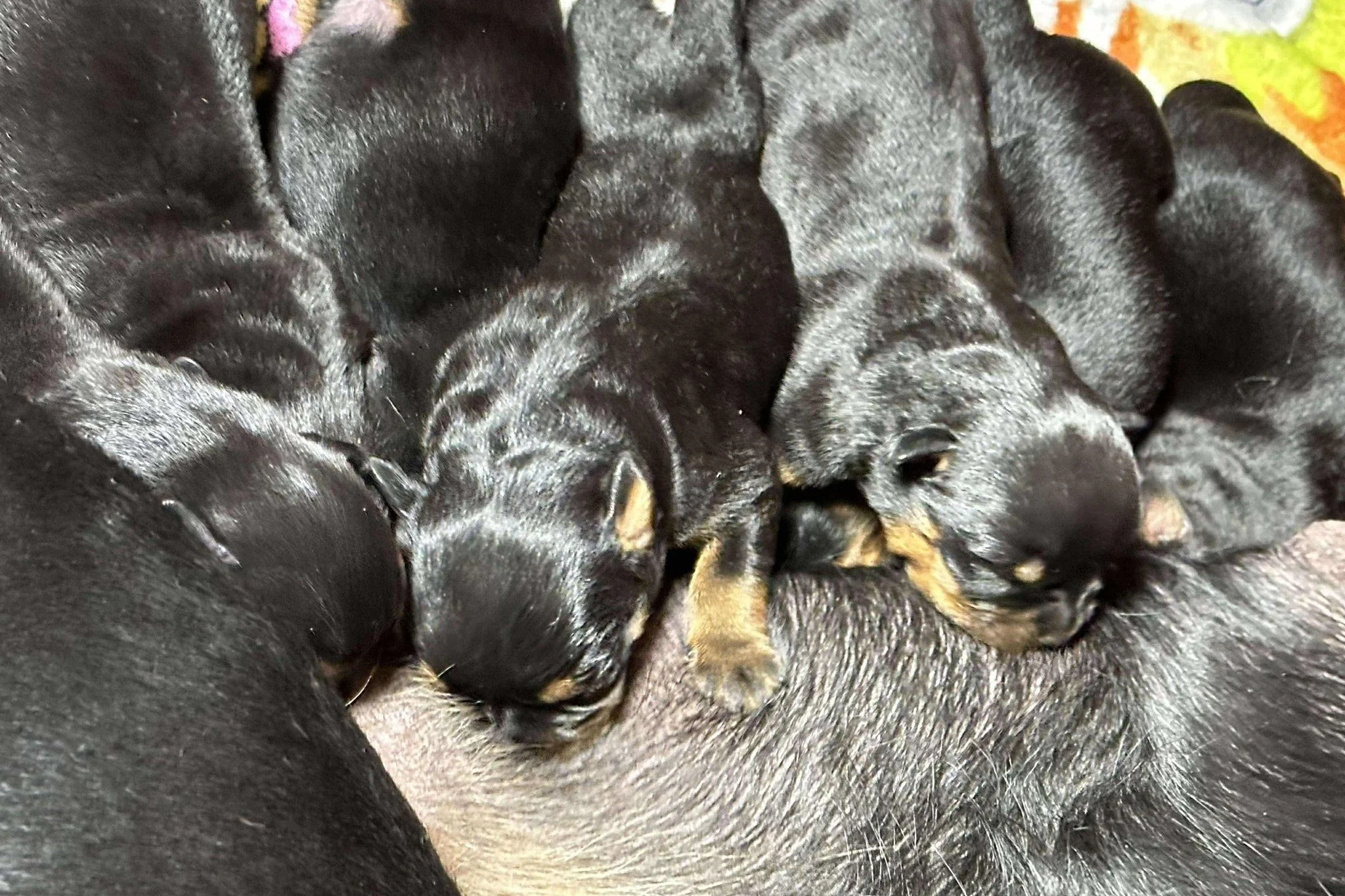 DKV Rottweilers | German Rottweiler Puppies For Sale | Pablo-Dina