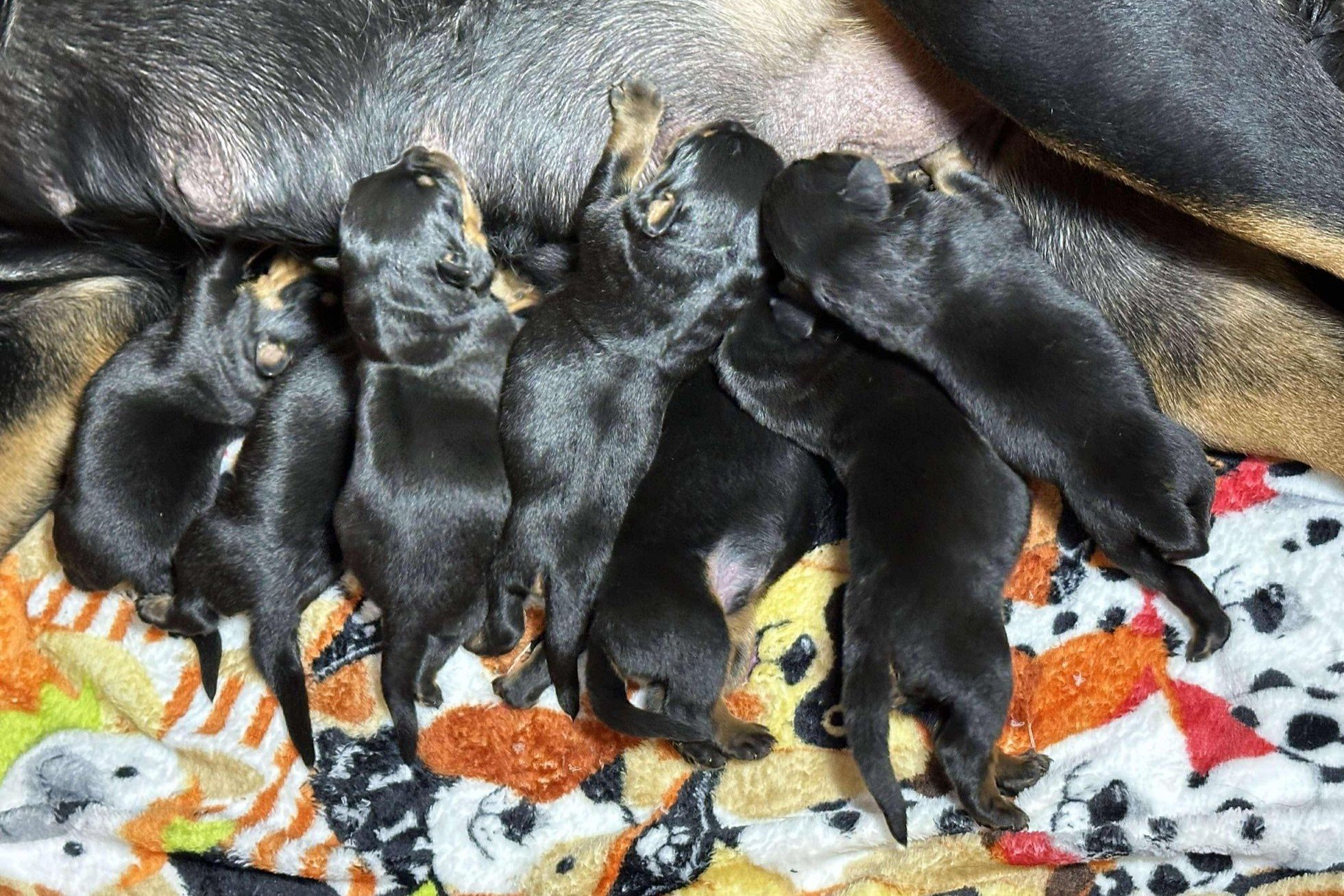 DKV Rottweilers | German Rottweiler Puppies For Sale | Pablo-Dina