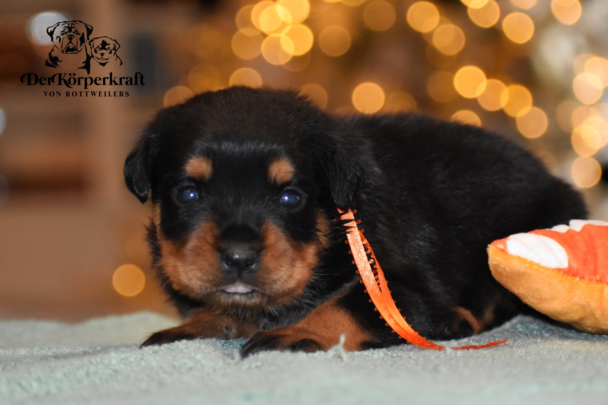 DKV Rottweilers | German Rottweiler Puppies For Sale | Pablo-Dina