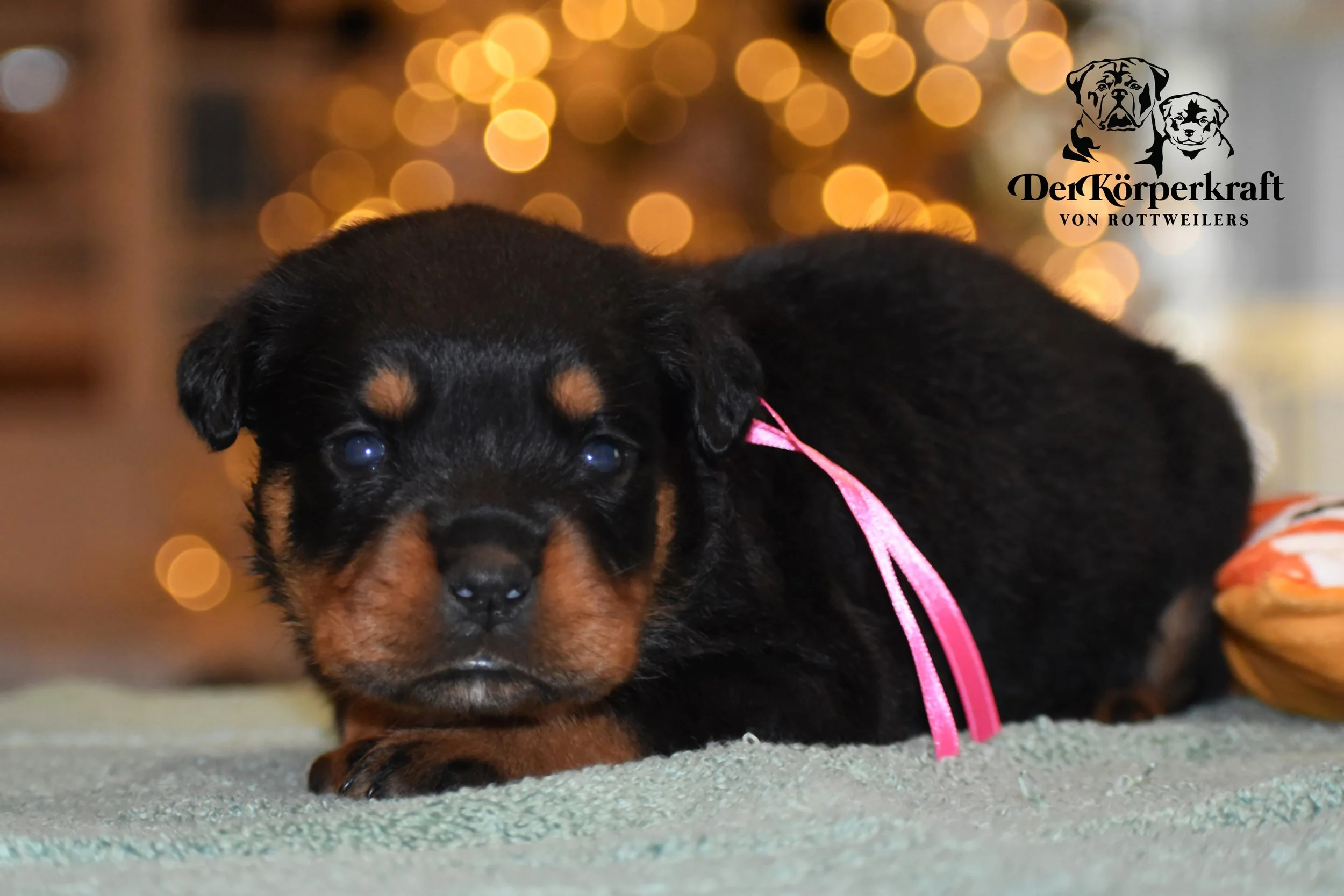 DKV Rottweilers | German Rottweiler Puppies For Sale | Pablo-Dina