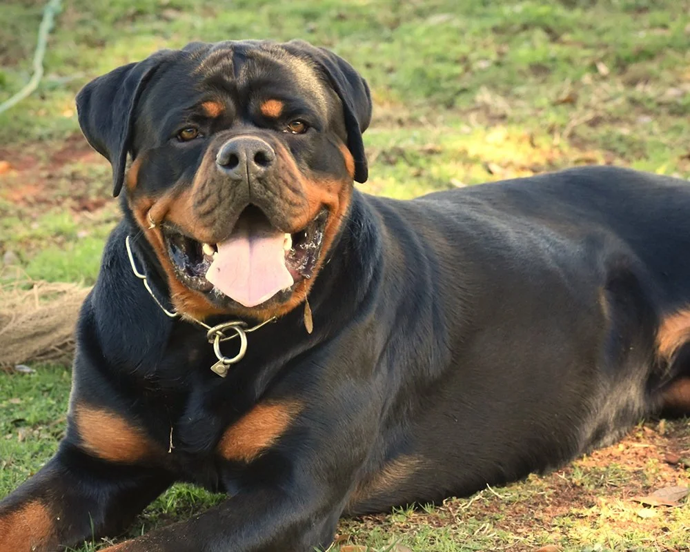 DKV Rottweilers | German Rottweiler Puppies For Sale | DKV Rottweilers ...