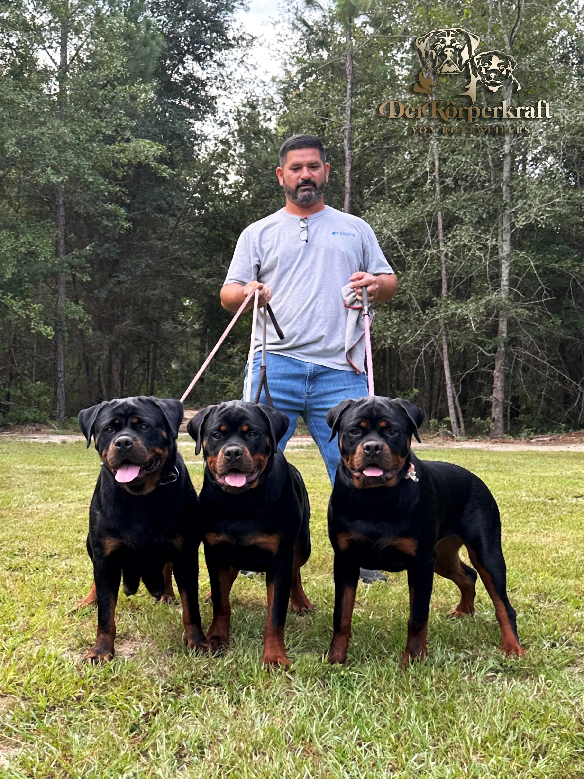 DKV Rottweilers | German Rottweiler Puppies For Sale | DKV Rottweilers ...