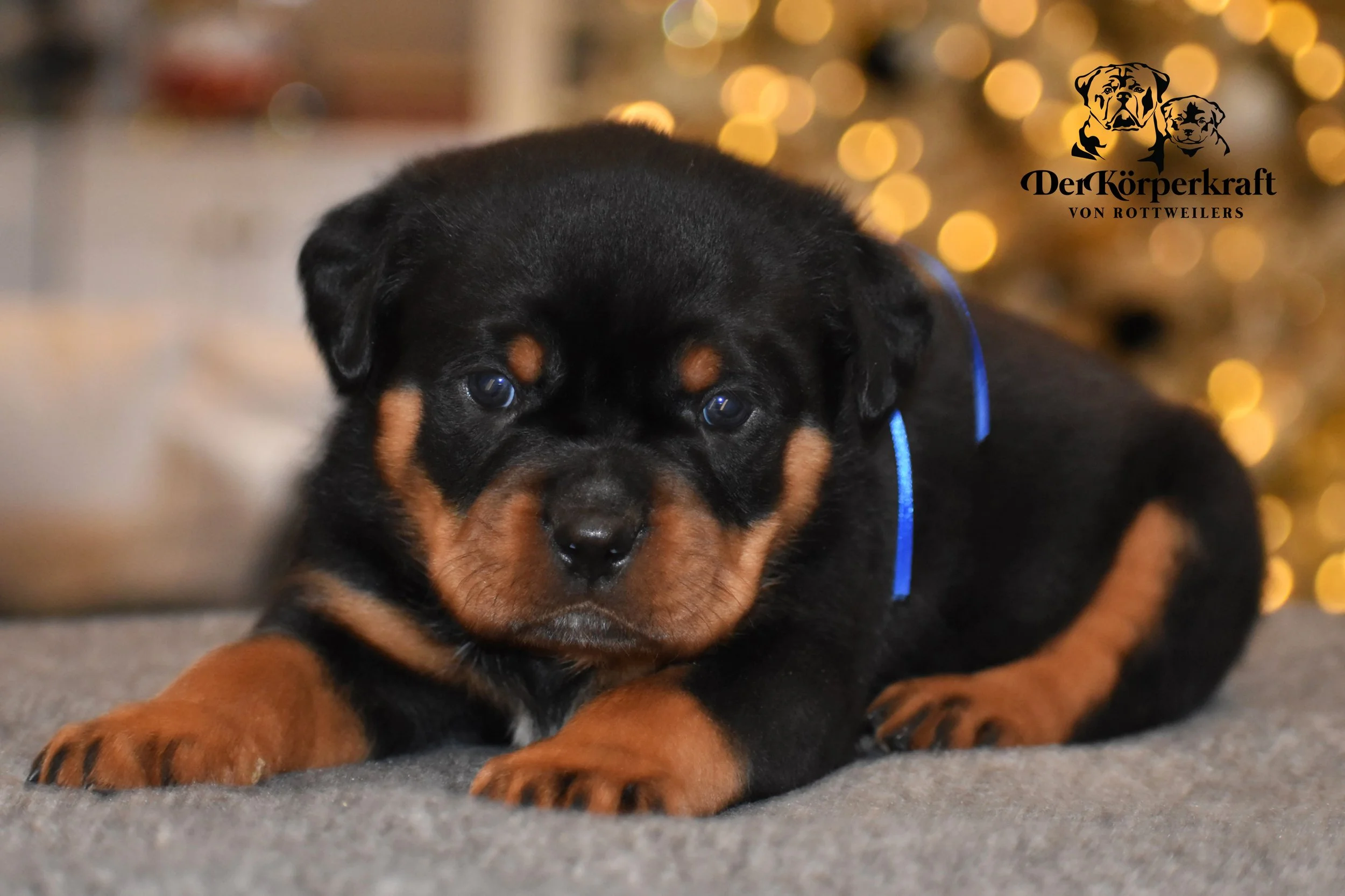 DKV Rottweilers | German Rottweiler Puppies For Sale | DKV Rottweilers ...