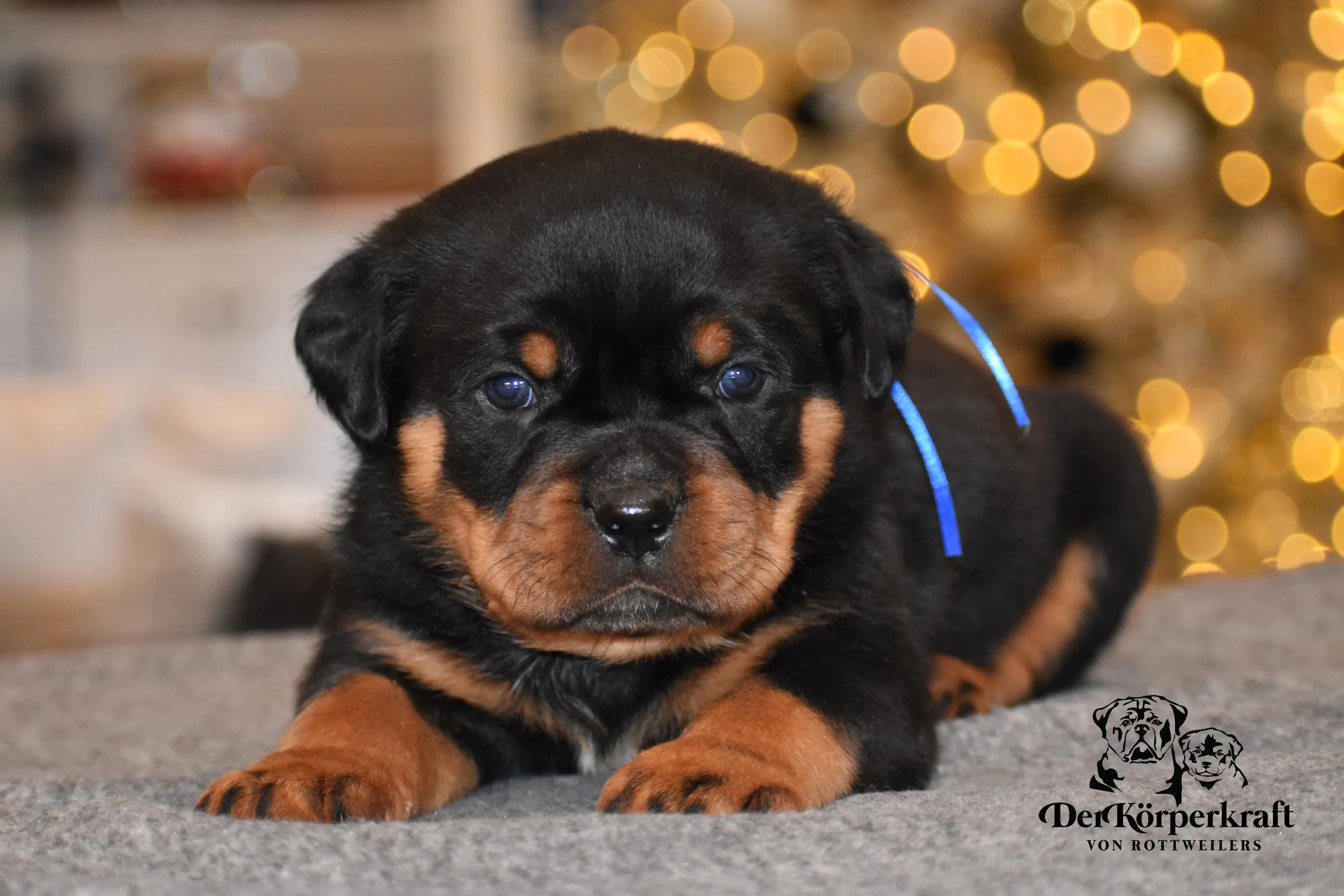 DKV Rottweilers | German Rottweiler Puppies For Sale | DKV Rottweilers ...