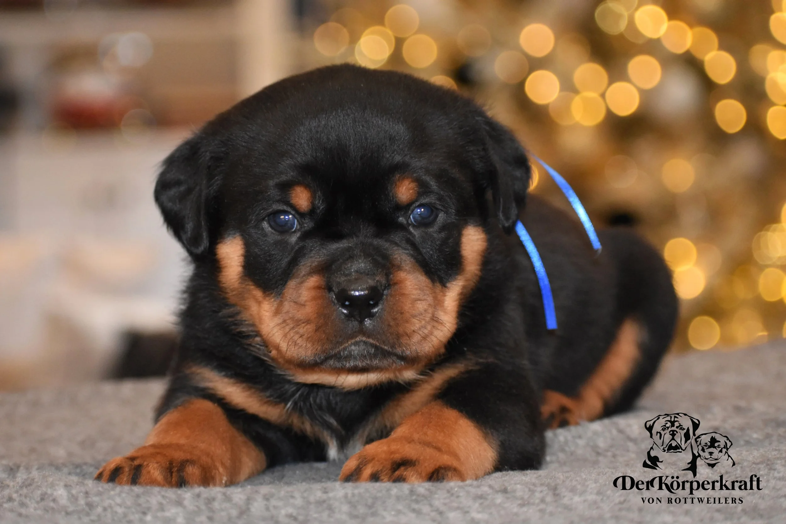 DKV Rottweilers | German Rottweiler Puppies For Sale | DKV Rottweilers ...