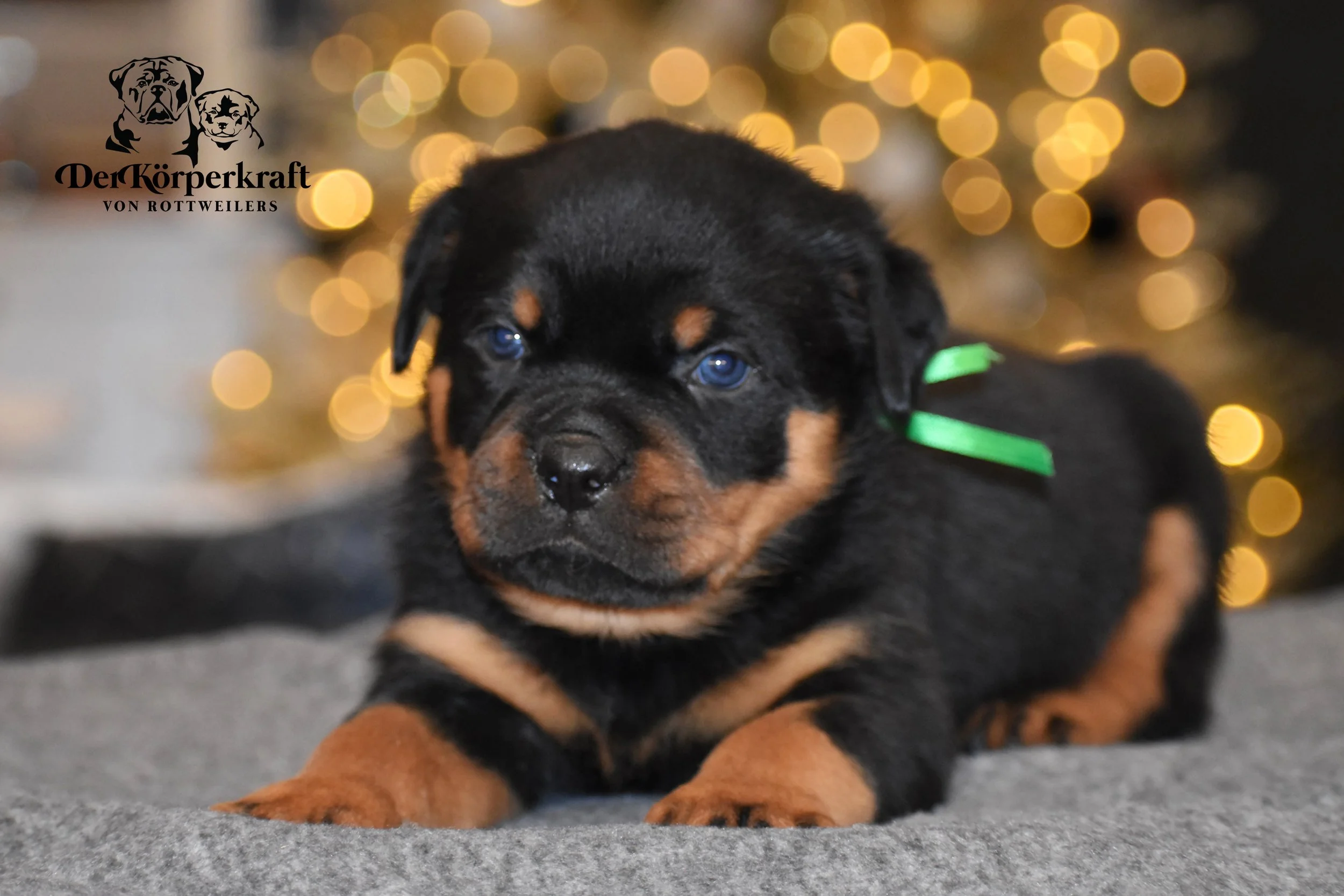 DKV Rottweilers | German Rottweiler Puppies For Sale | DKV Rottweilers ...