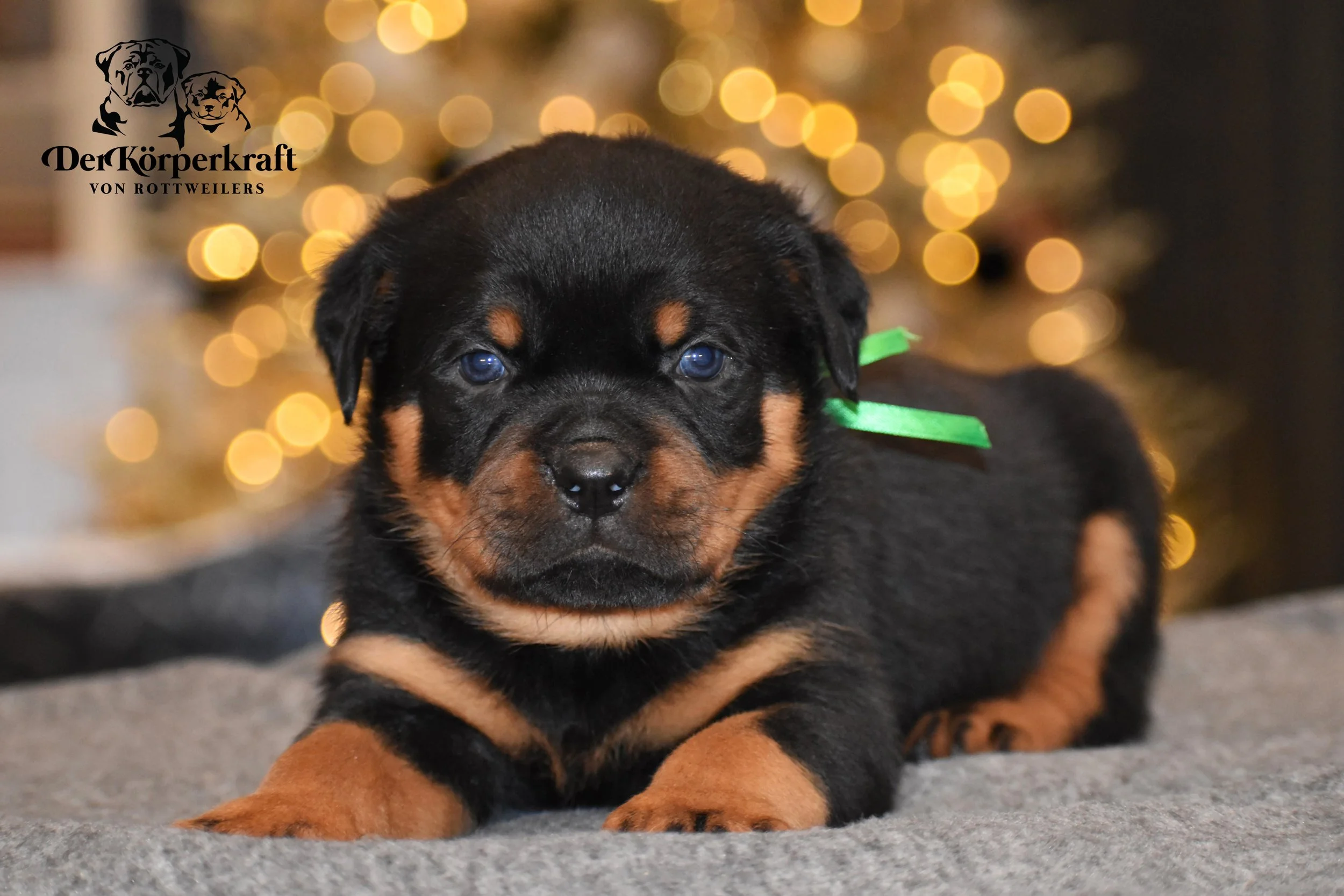 DKV Rottweilers | German Rottweiler Puppies For Sale | DKV Rottweilers ...