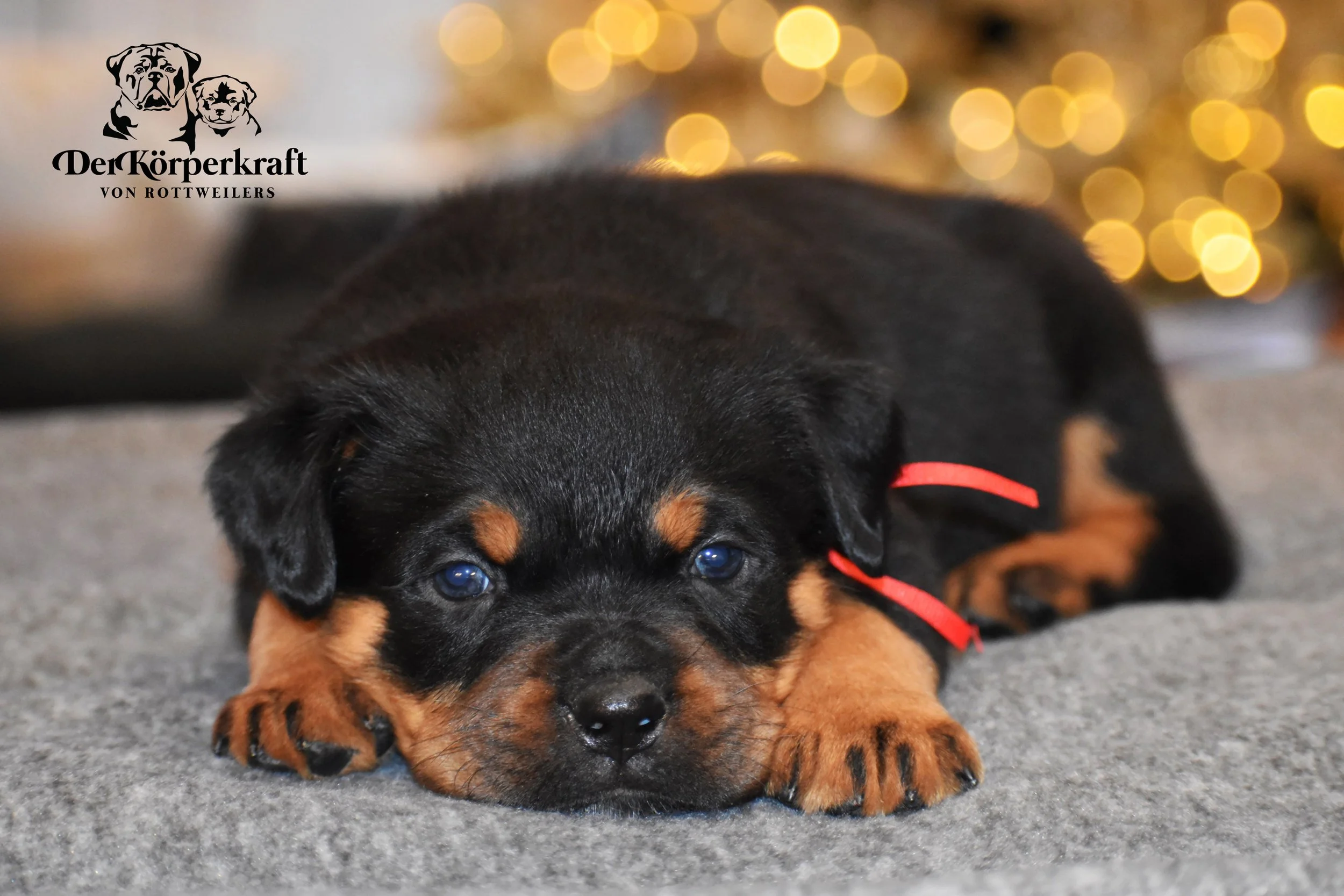 DKV Rottweilers | German Rottweiler Puppies For Sale | DKV Rottweilers ...