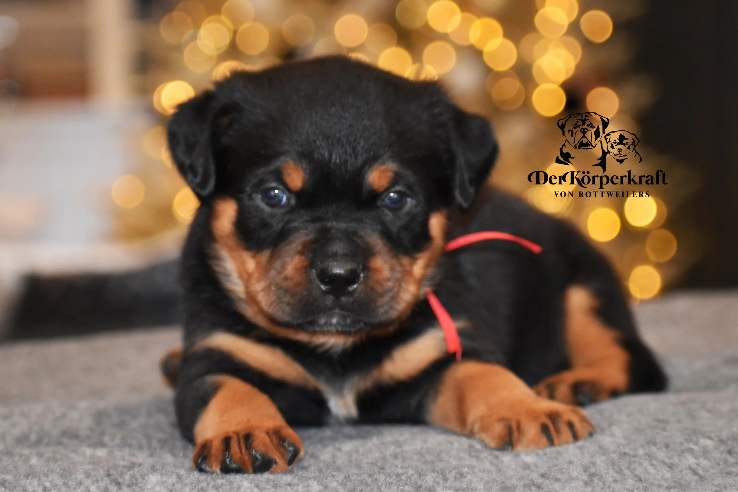 DKV Rottweilers | German Rottweiler Puppies For Sale | DKV Rottweilers ...