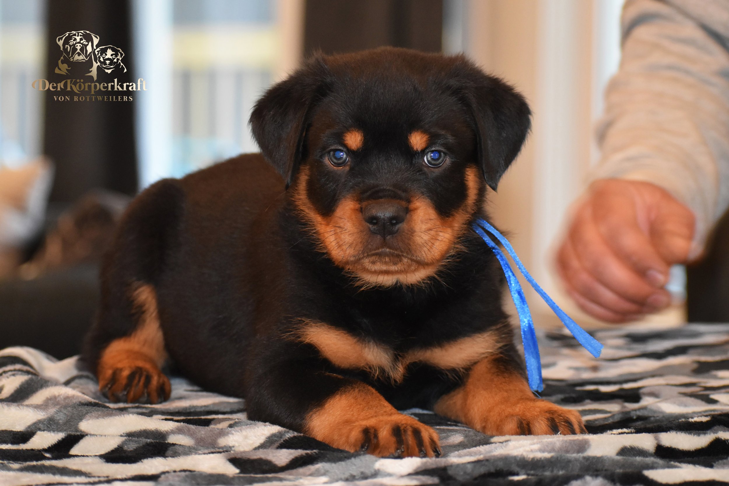 DKV Rottweilers | German Rottweiler Puppies For Sale | DKV Rottweilers ...