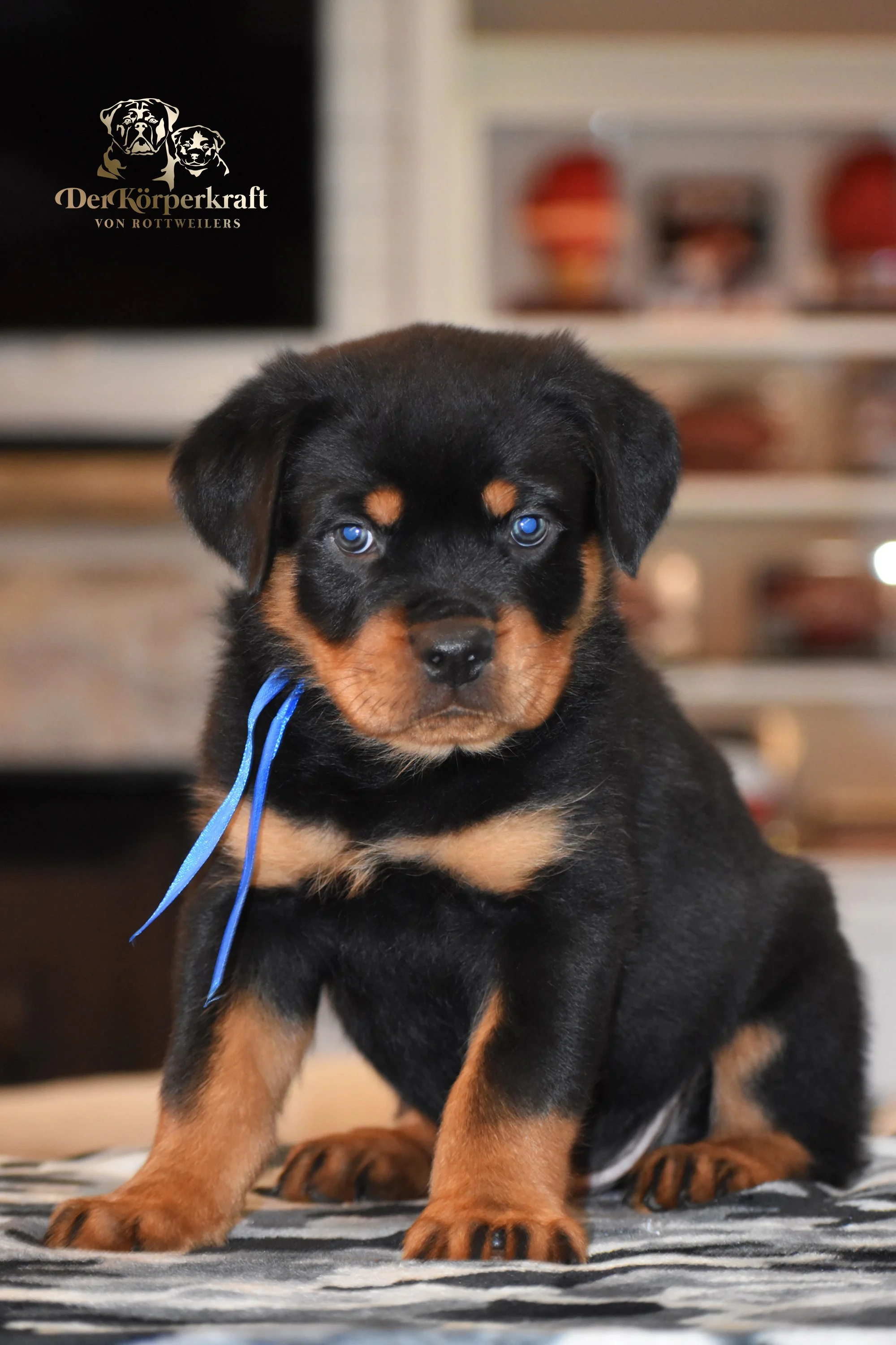 DKV Rottweilers | German Rottweiler Puppies For Sale | DKV Rottweilers ...