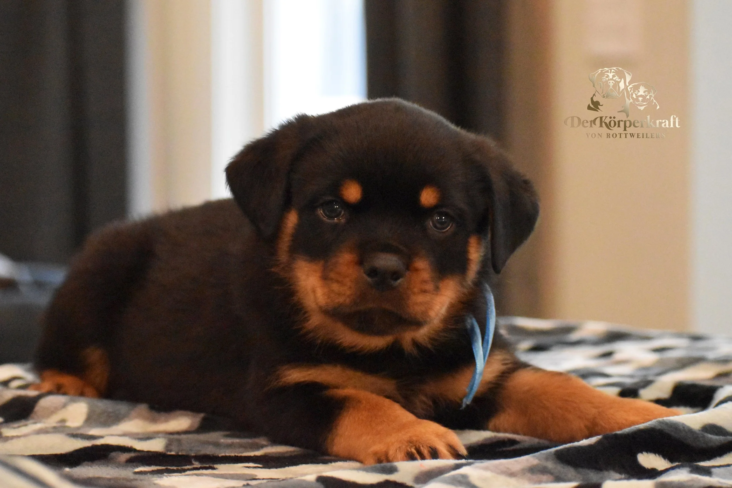 DKV Rottweilers | German Rottweiler Puppies For Sale | DKV Rottweilers ...