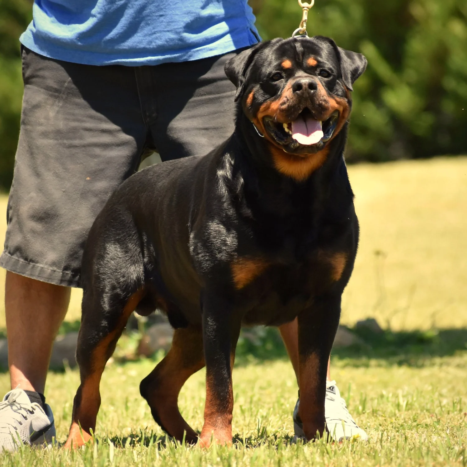DKV Rottweilers | German Rottweiler Puppies For Sale | DKV Rottweilers ...