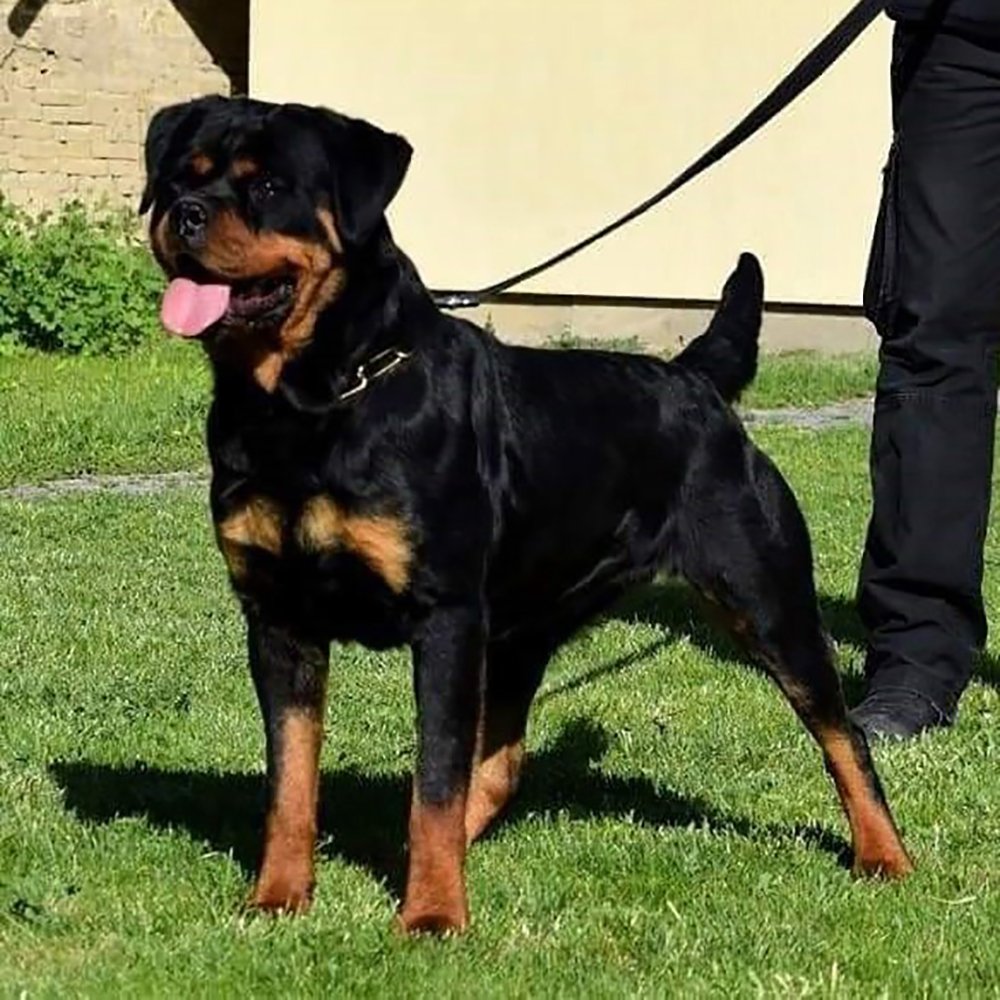 DKV Rottweilers | German Rottweiler Puppies For Sale | DKV Rottweilers ...
