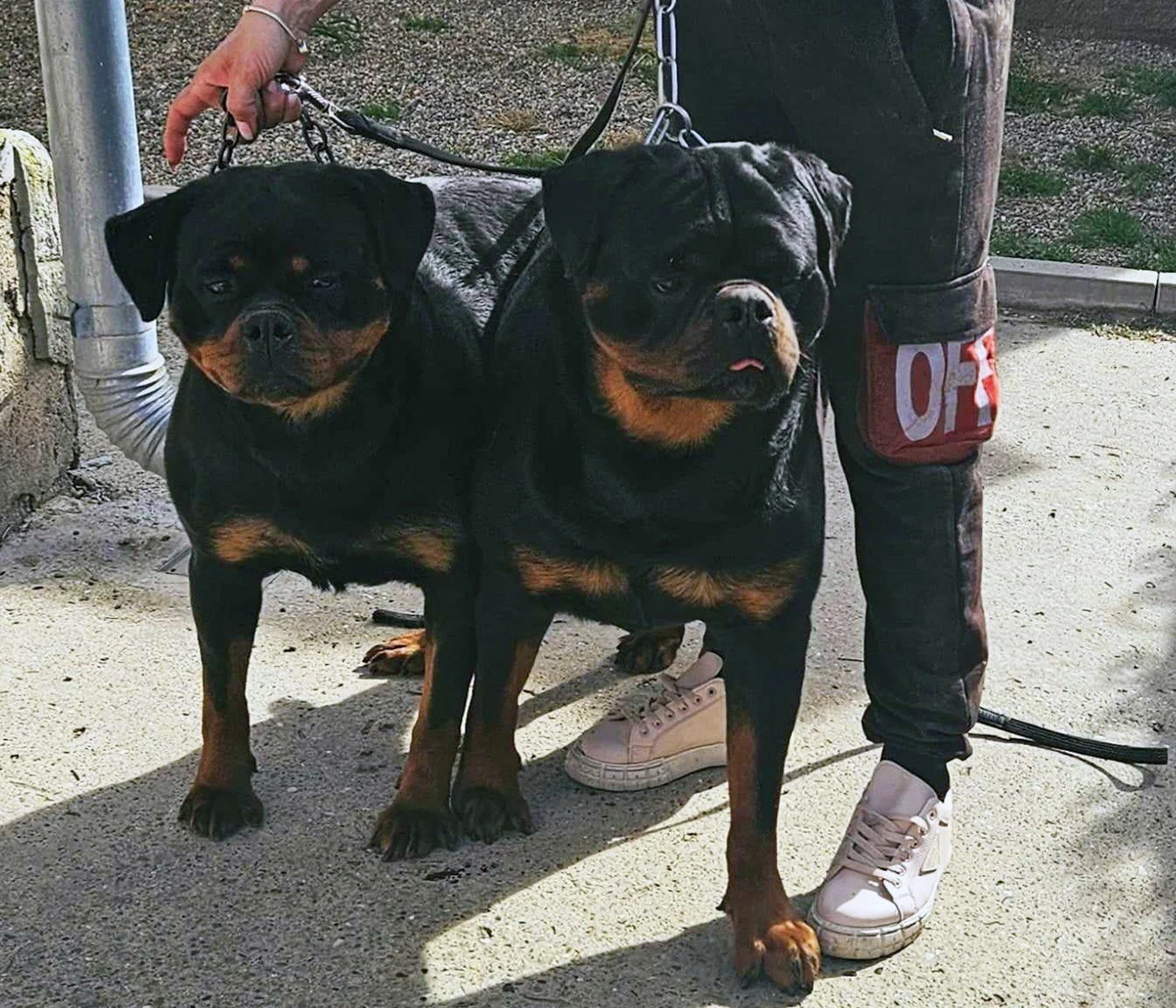DKV Rottweilers | German Rottweiler Puppies For Sale | Kakadu-Cana