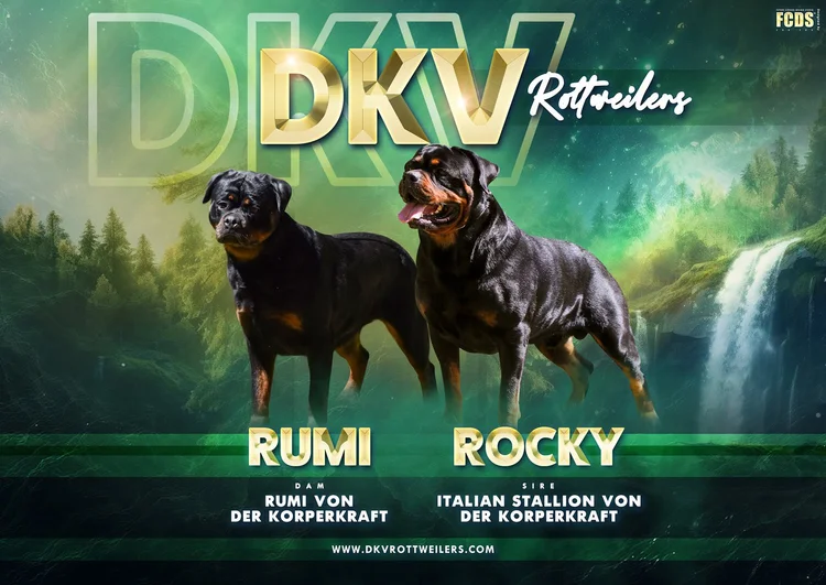 DKV Rottweilers | German Rottweiler Puppies For Sale | DKV Rottweilers ...
