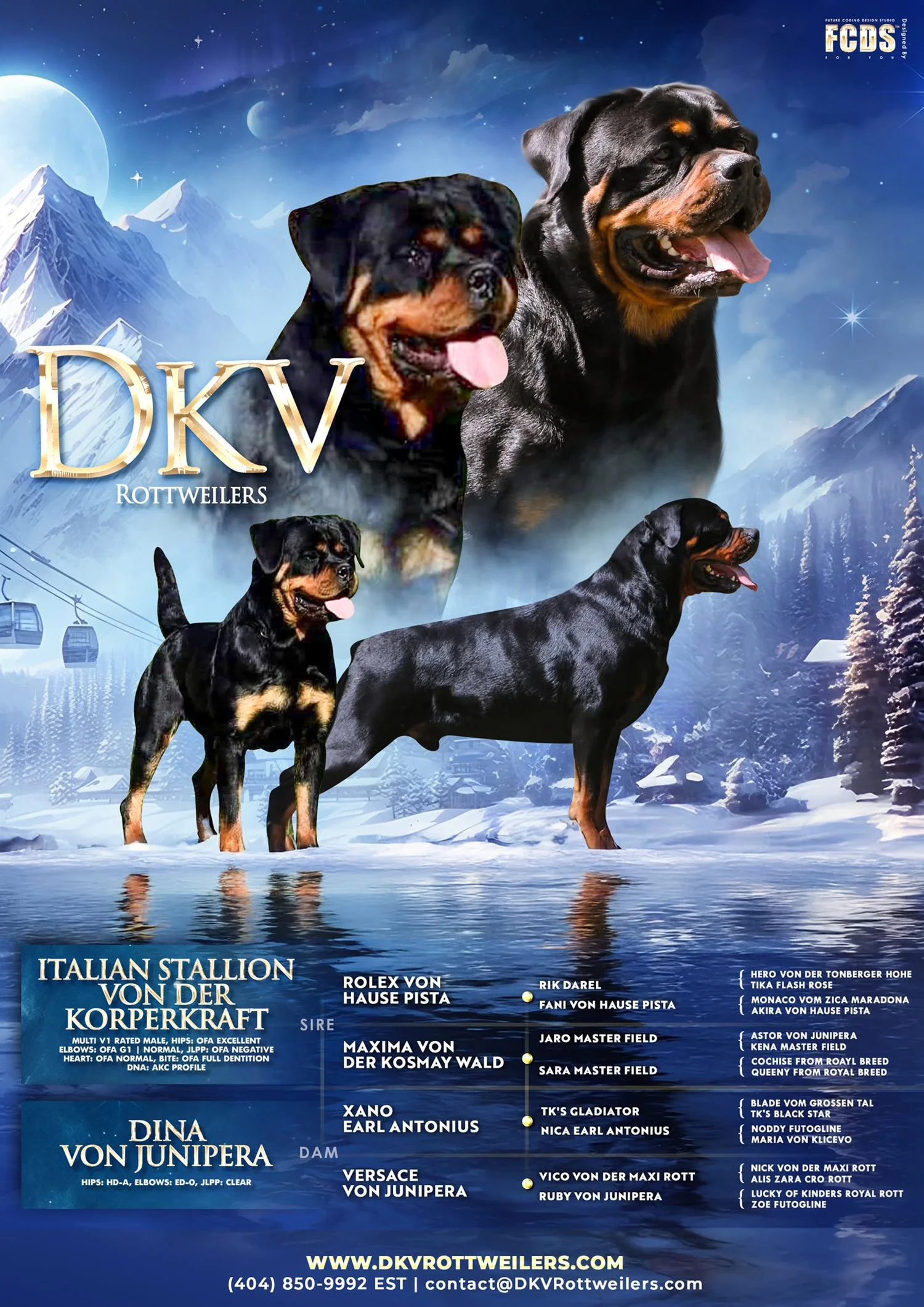DKV Rottweilers | German Rottweiler Puppies For Sale | DKV Rottweilers ...