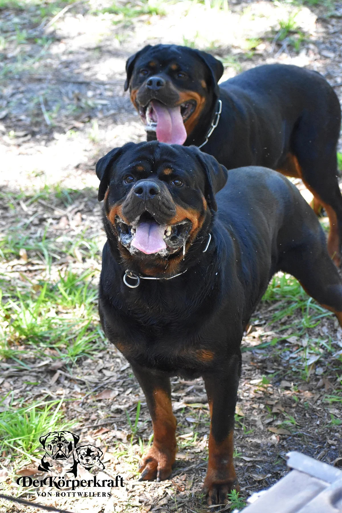 DKV Rottweilers | German Rottweiler Puppies For Sale | Rico-Rizzo