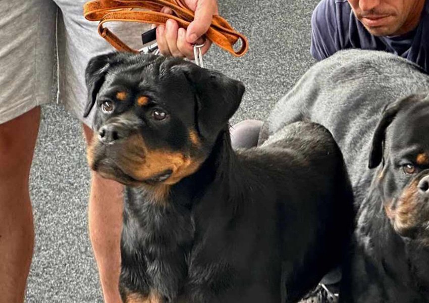 DKV Rottweilers | German Rottweiler Puppies For Sale | Secer-Avaforst