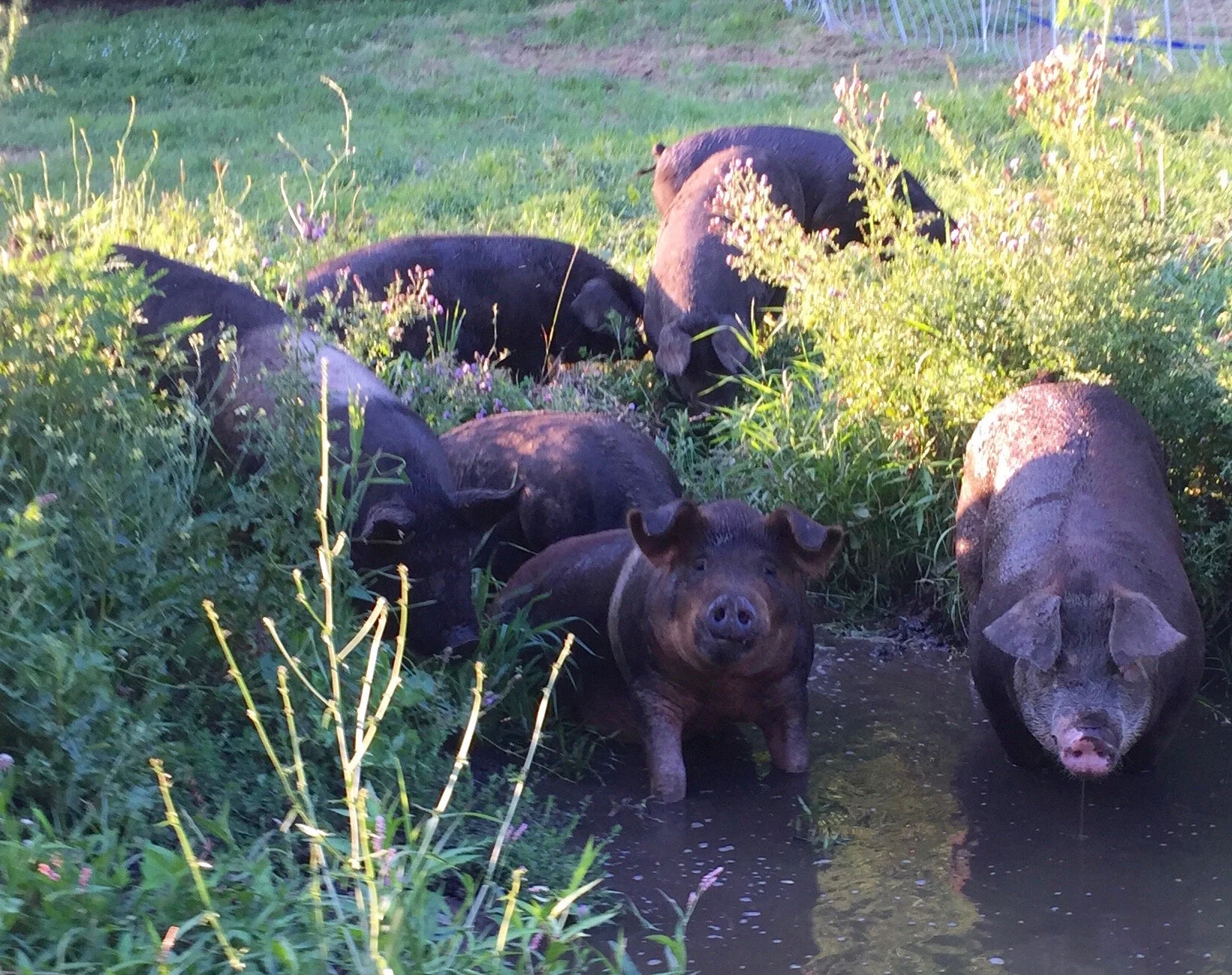 Our Animals — Mastodon Valley Farm