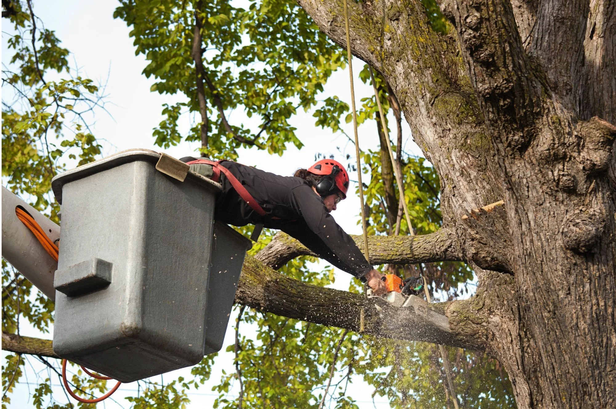 Can I Trim Trees Myself? — MARKSMEN