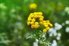 Most Common Weeds In Alberta & Saskatchewan | Marksmen Vegetation ...