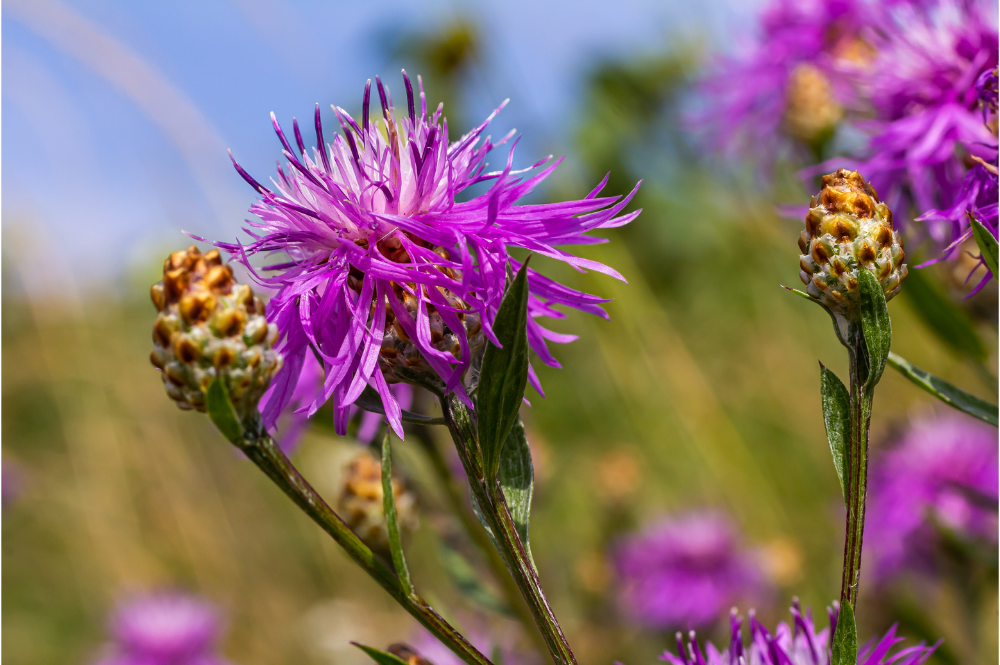Common Weeds Of Saskatchewan — MARKSMEN