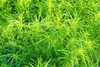 Most Common Weeds In Alberta & Saskatchewan | Marksmen Vegetation ...
