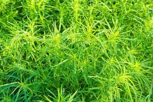 Most Common Weeds In Alberta & Saskatchewan | Marksmen Vegetation ...