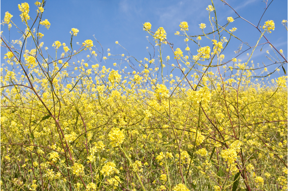 Common Weeds Of Saskatchewan — MARKSMEN