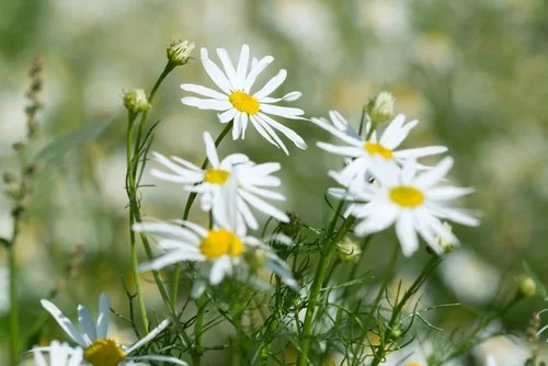 Most Common Weeds In Alberta & Saskatchewan | Marksmen Vegetation ...