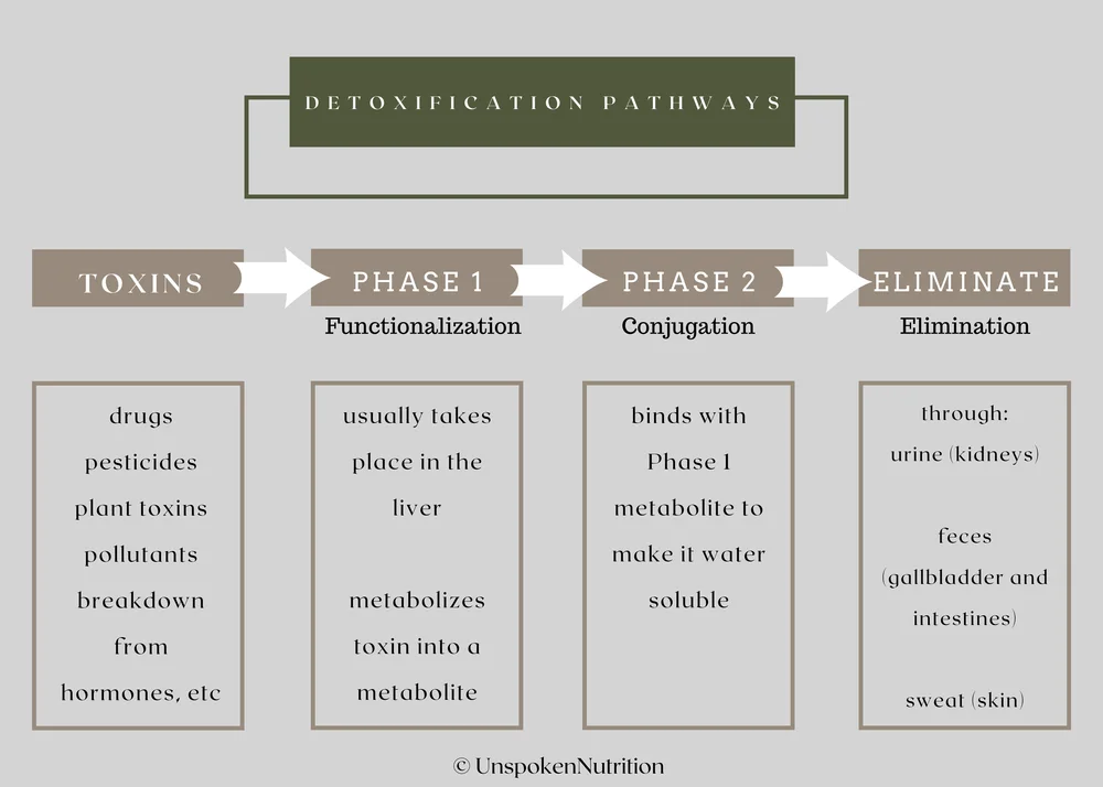 Detoxification Pathway Explained — Unspoken Nutrition