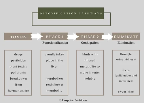 Detoxification Pathway Explained — Unspoken Nutrition
