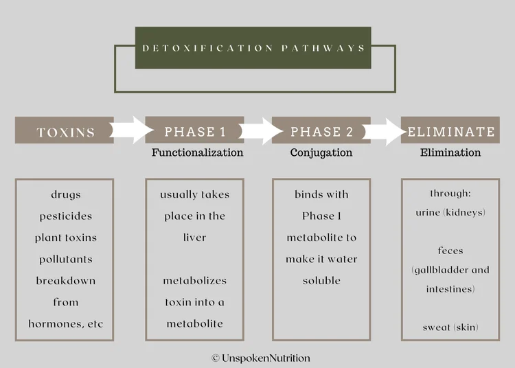 Detoxification Pathway Explained — Unspoken Nutrition
