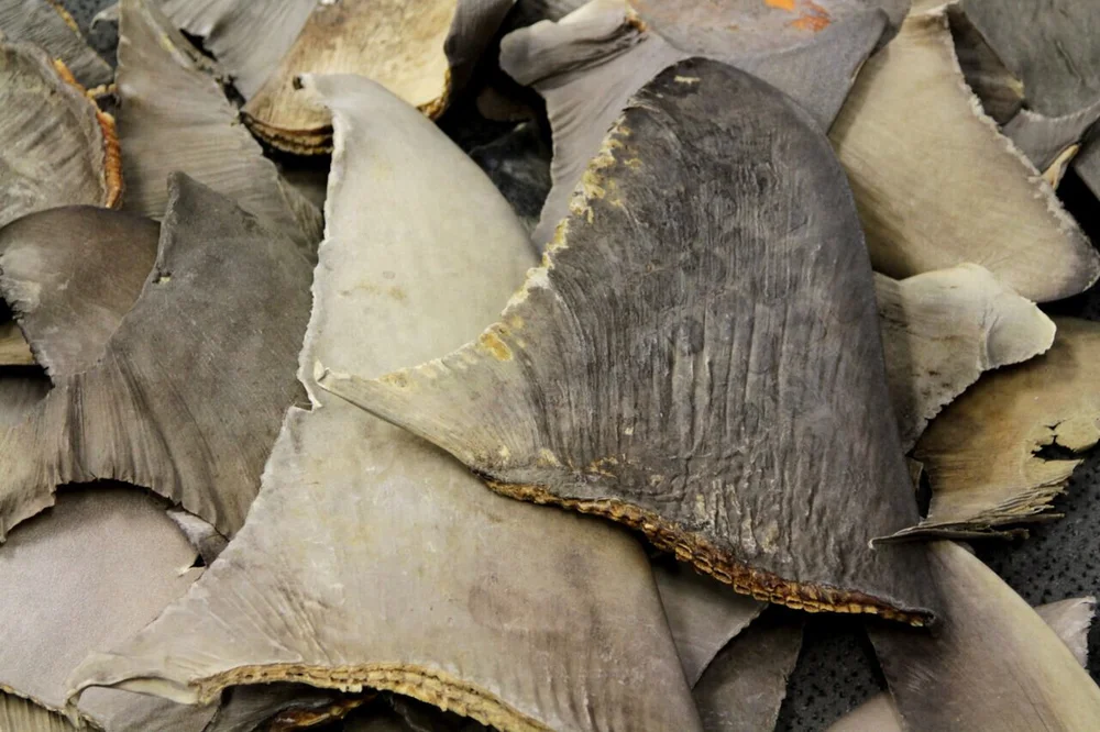 Global shark conservation: Good news for some species, alarming trends ...