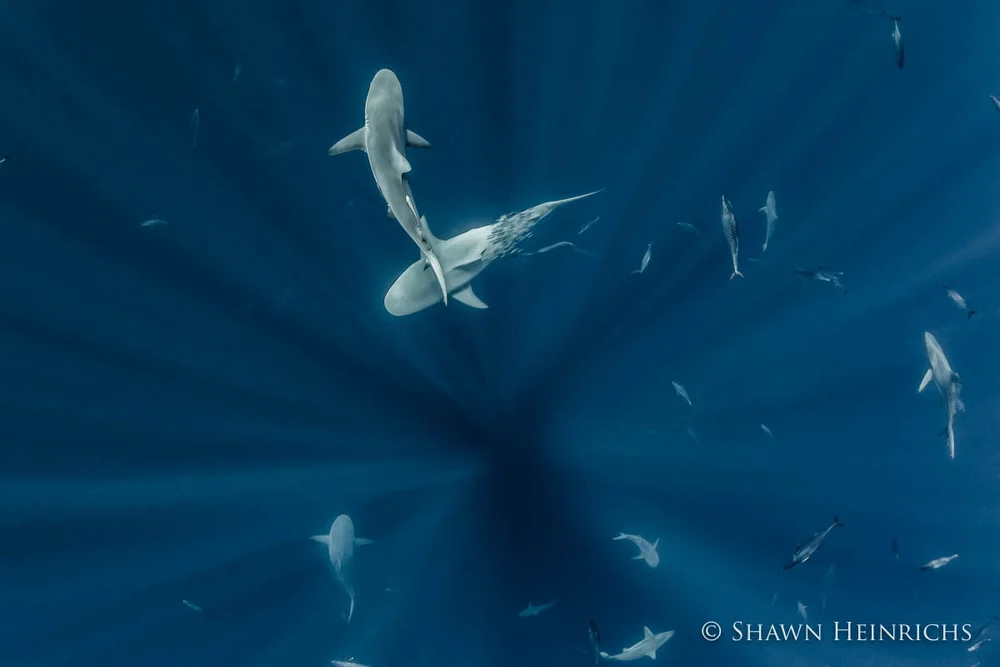 Misool bluewater shark baitball: A sign of conservation success in Raja ...