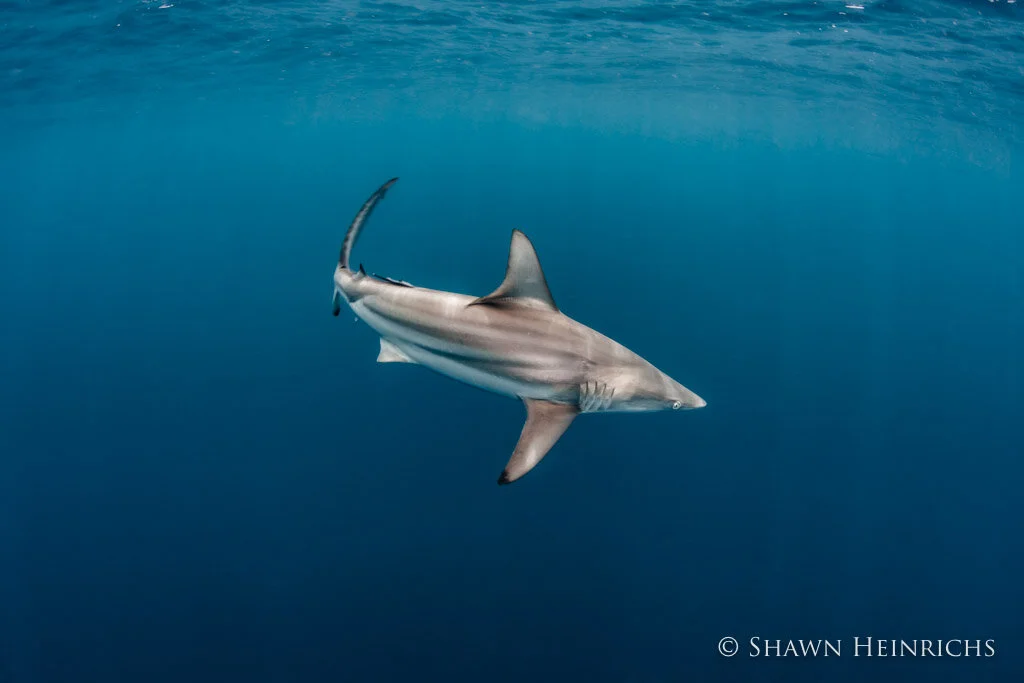 Misool bluewater shark baitball: A sign of conservation success in Raja ...