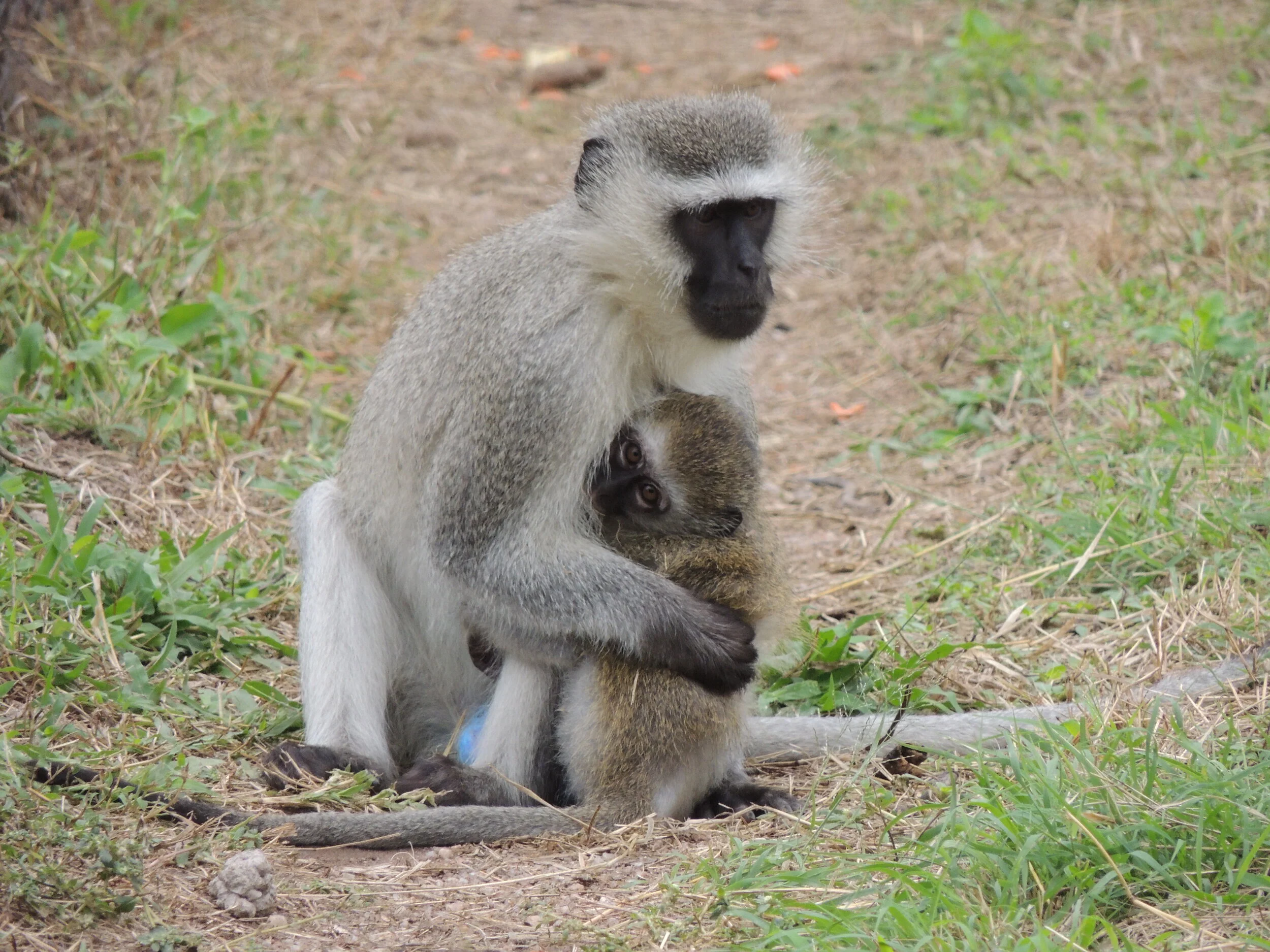 Foster monkey moms: A second chance for orphans – Part II — The Safina ...
