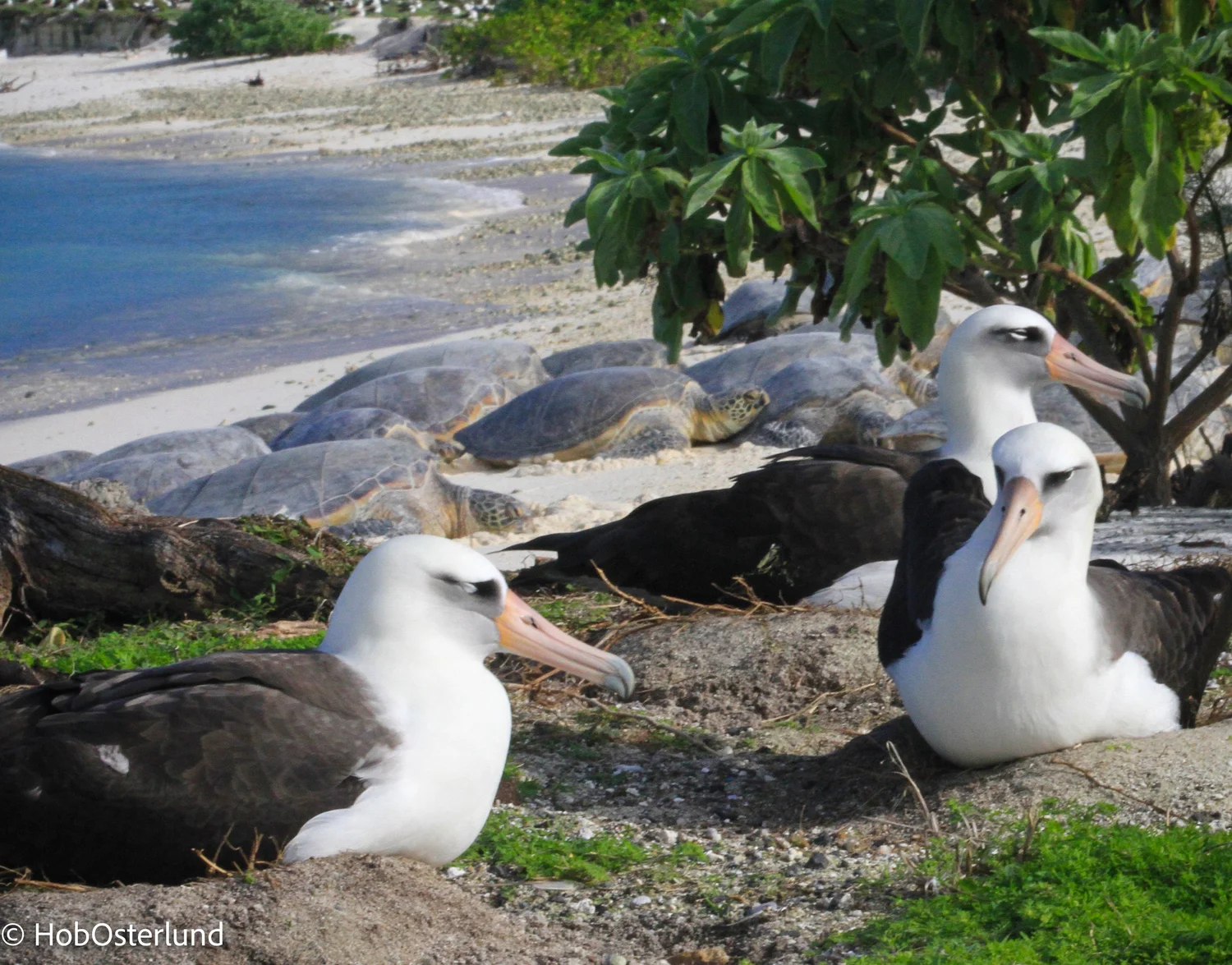 Of Mice and Mōlī: Protecting Seabirds on Midway Atoll — The Safina Center